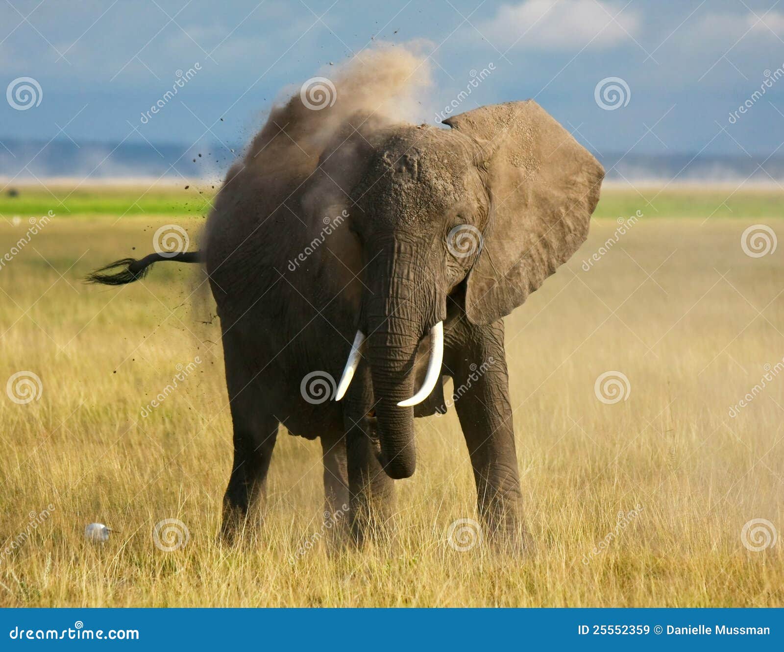 African Elephant Dust Bathing Stock Image - Image of shake, travel ...