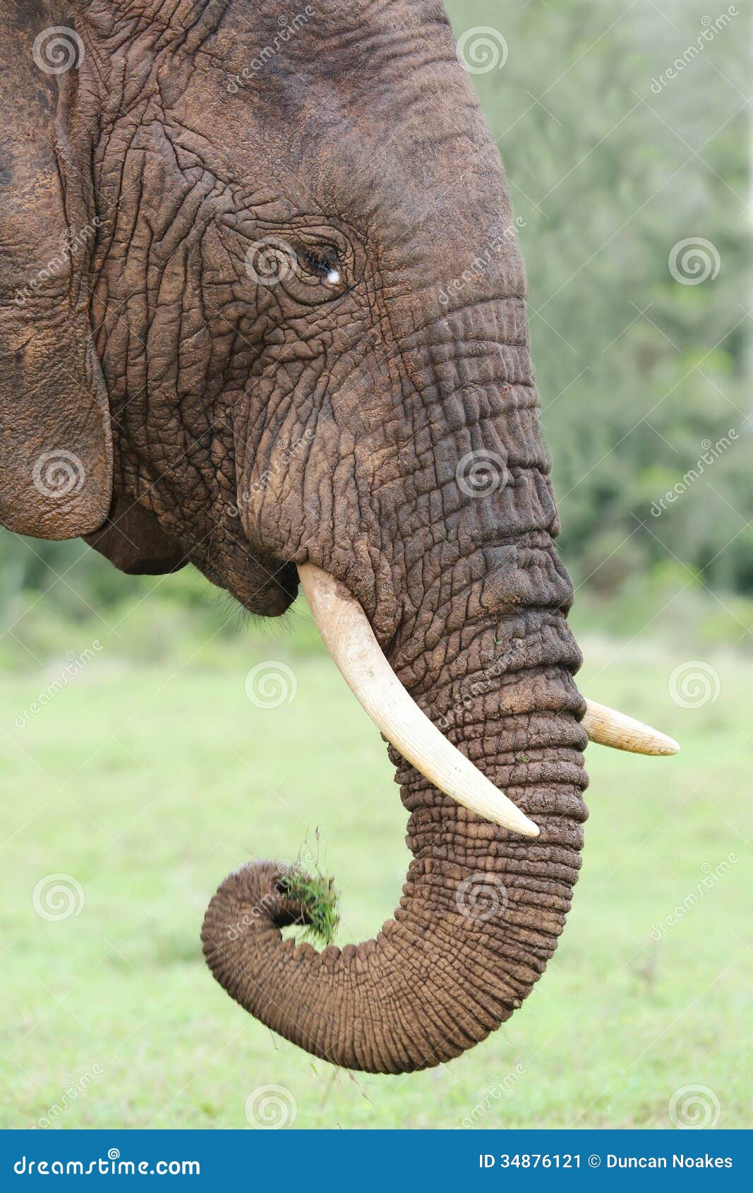 Elephant Head Profile Trunk Up
