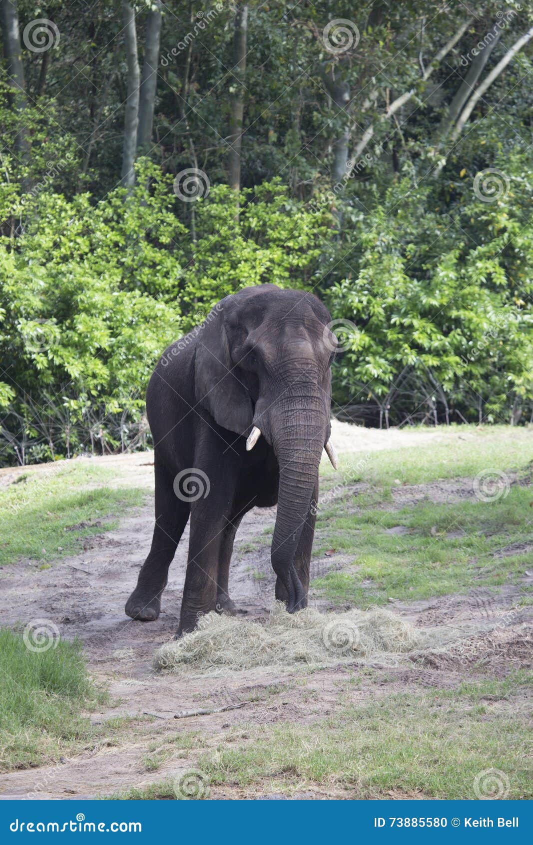 African Elephant Eating Hay Stock Photo - Image of africa, black: 73885580