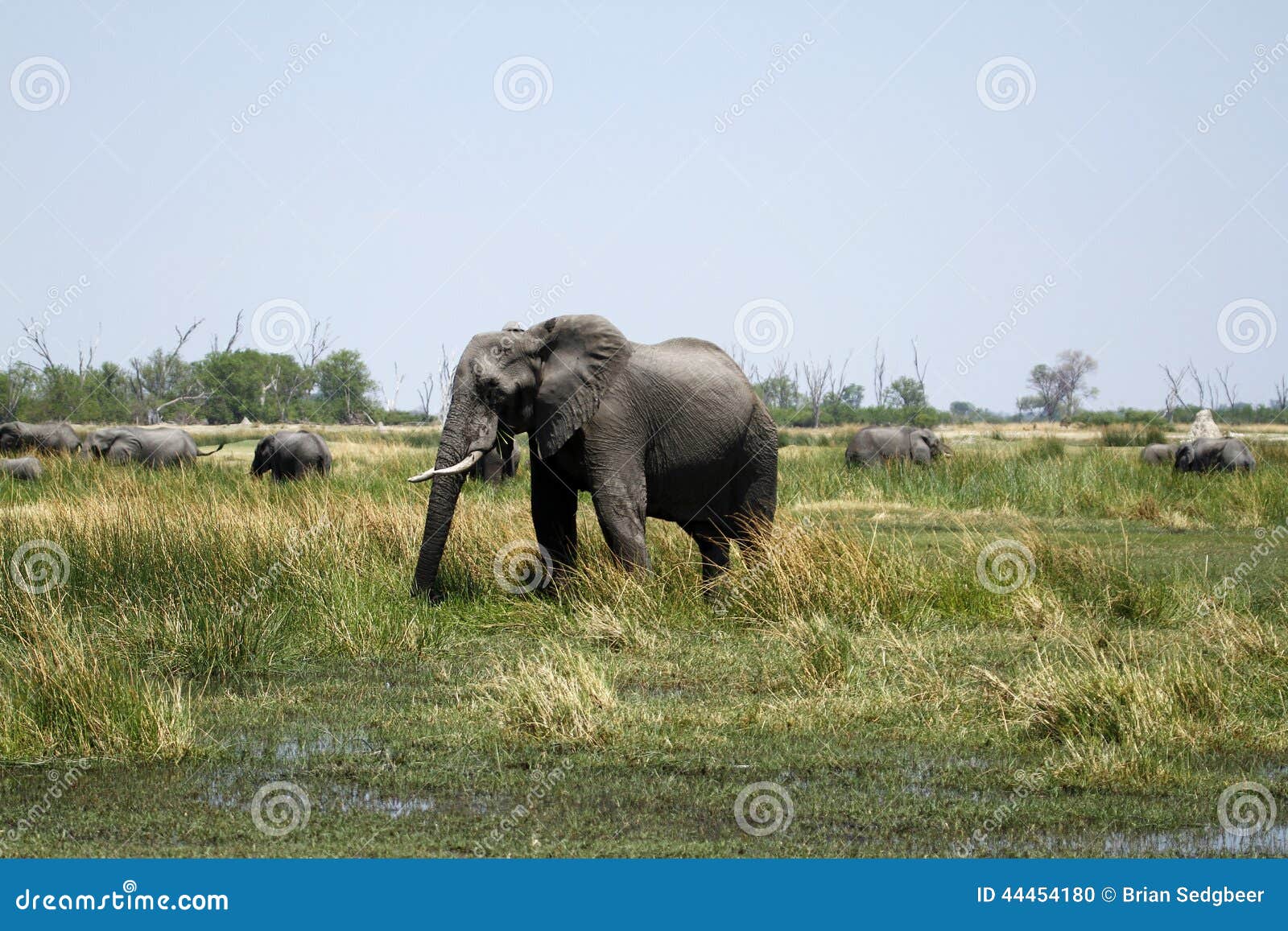 African Elephant Eating Minerals Stock Photo - Image of elephants ...