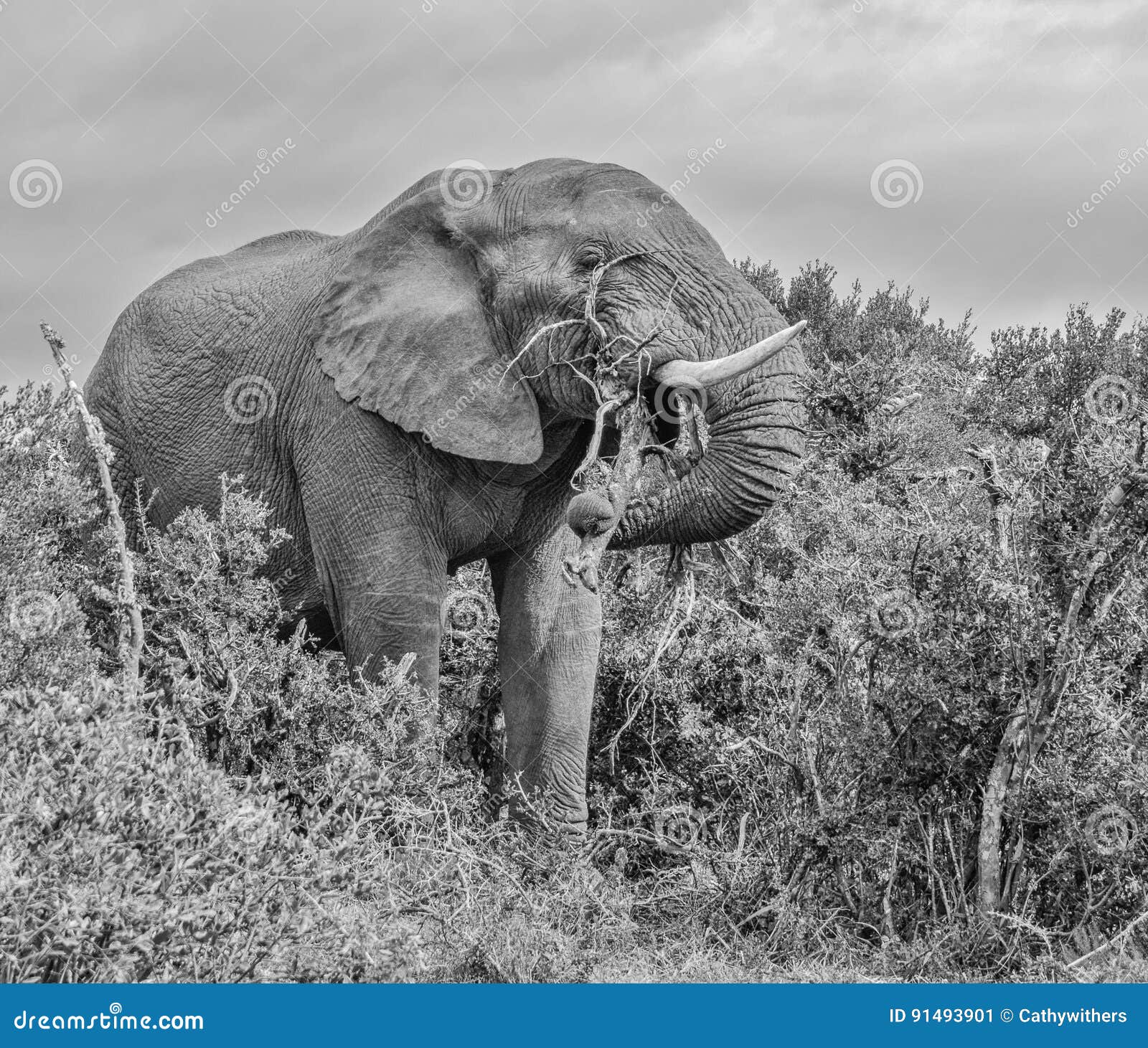 African Elephant eating stock image. Image of mammal - 91493901