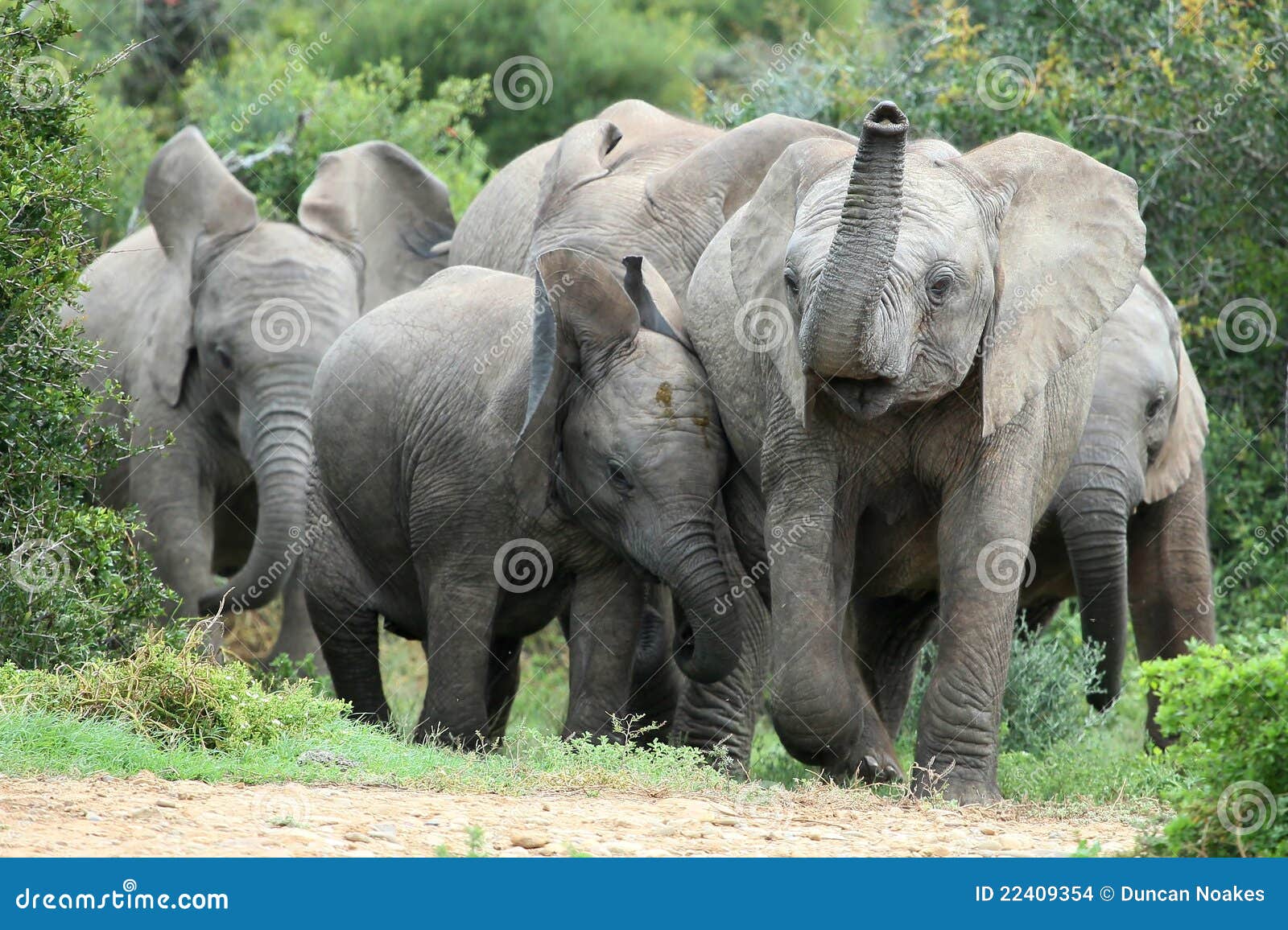 African Elephant Friends stock photo. Image of ears, nature - 22409354