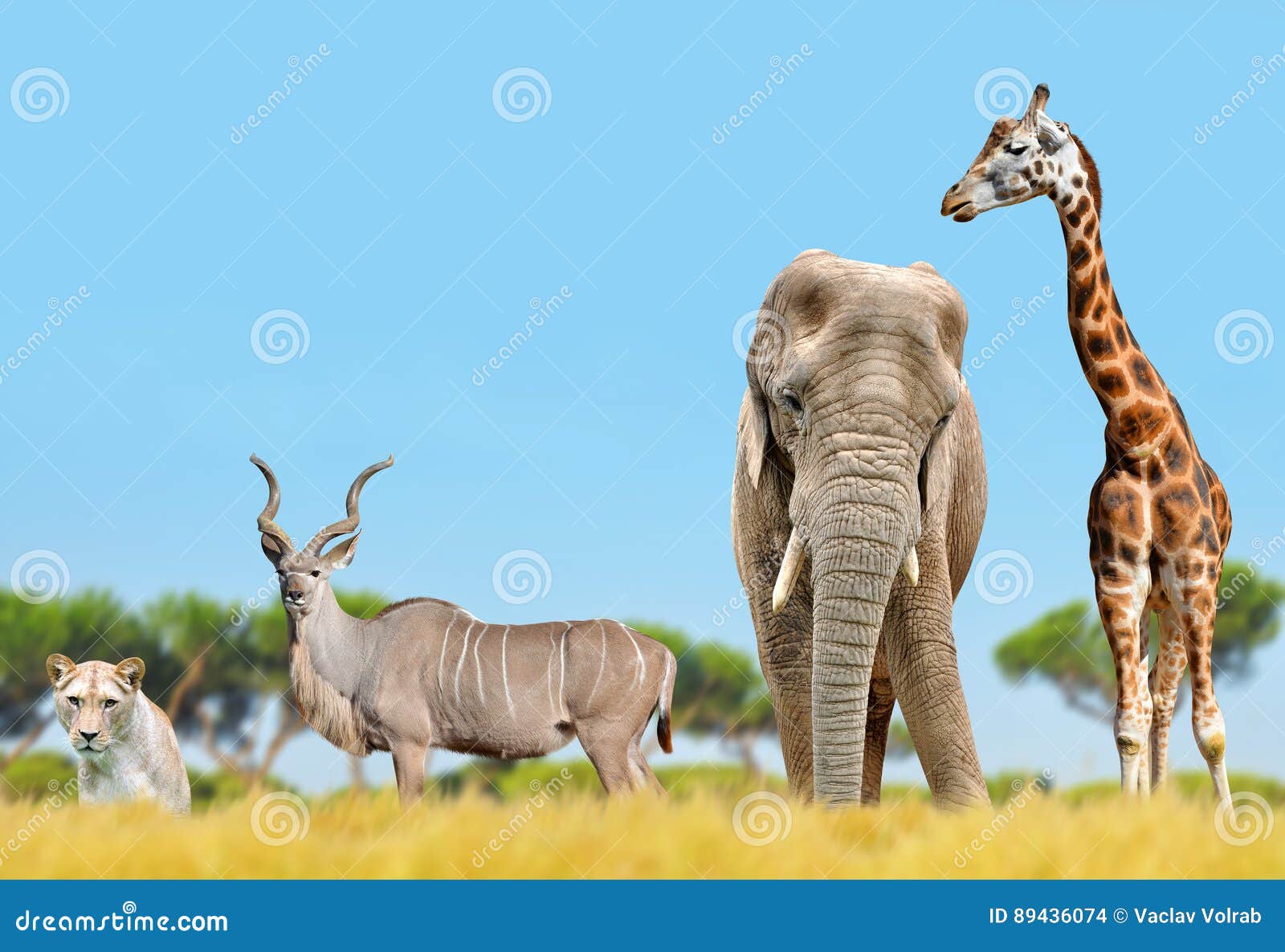 Elephant And Giraffe Stock Image | CartoonDealer.com #27903073