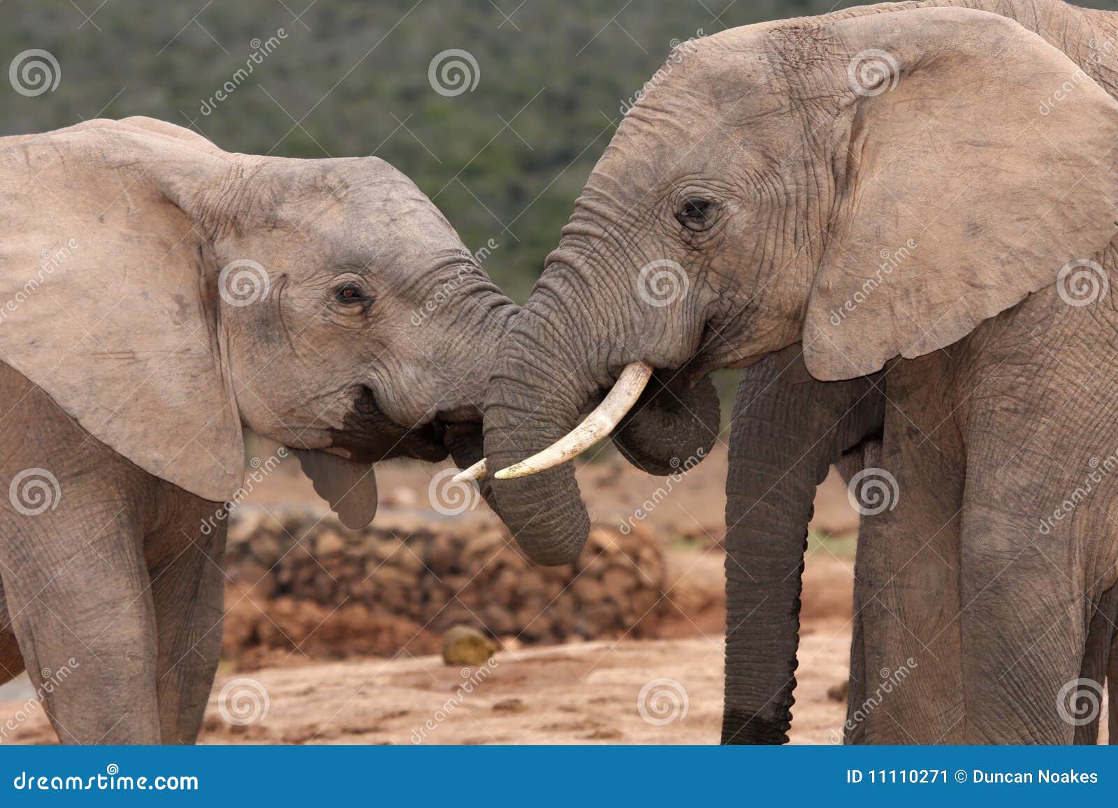African Elephant Greeting stock image. Image of animal - 11110271
