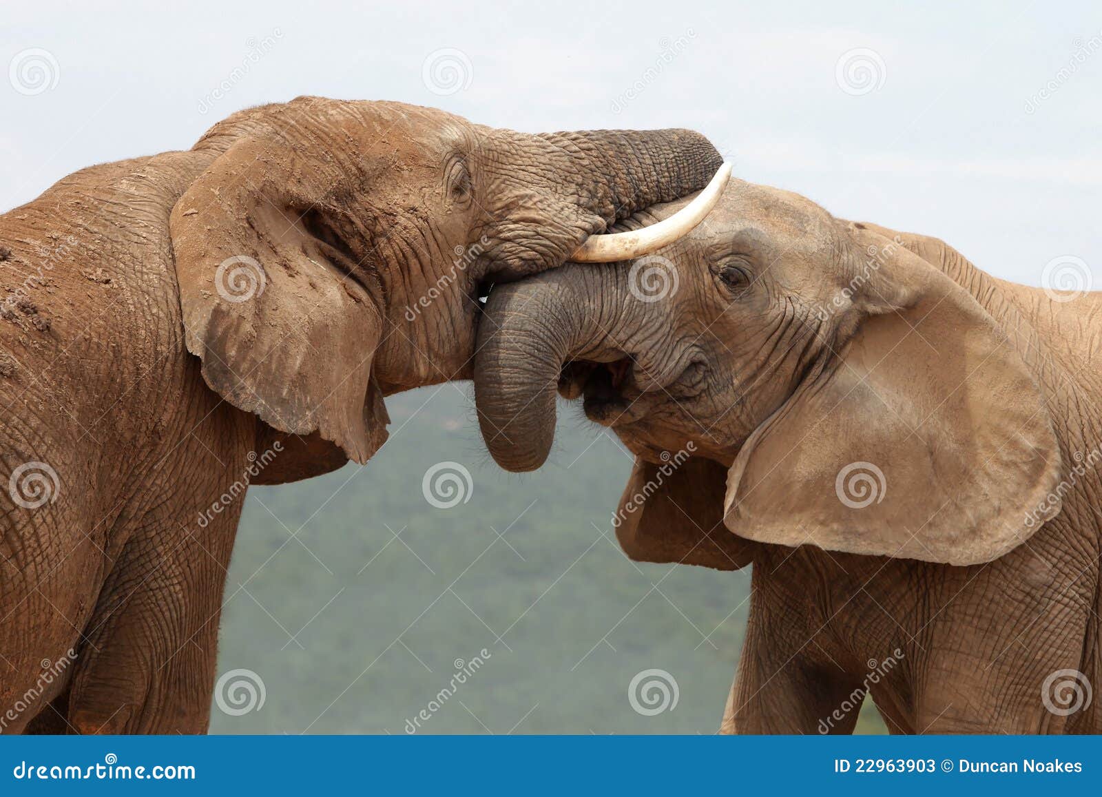 African Elephant Greeting stock image. Image of reserve - 22963903