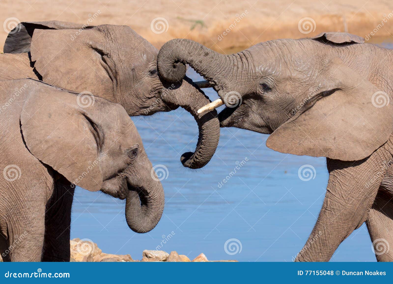 African Elephant Greeting stock photo. Image of intertwined - 77155048