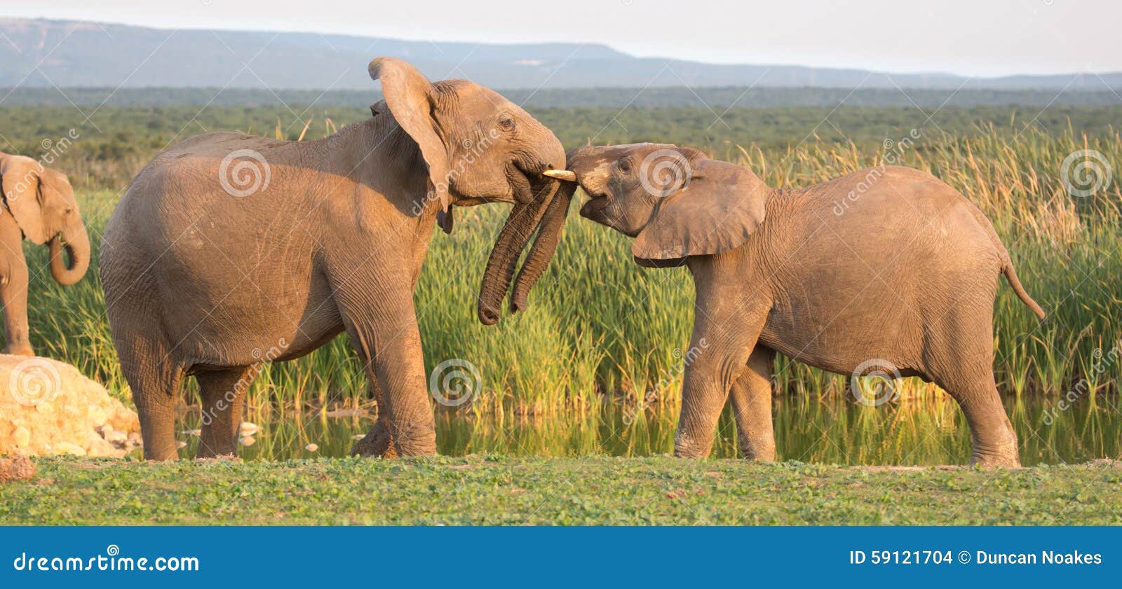 African Elephant Greeting stock photo. Image of beauty - 59121704