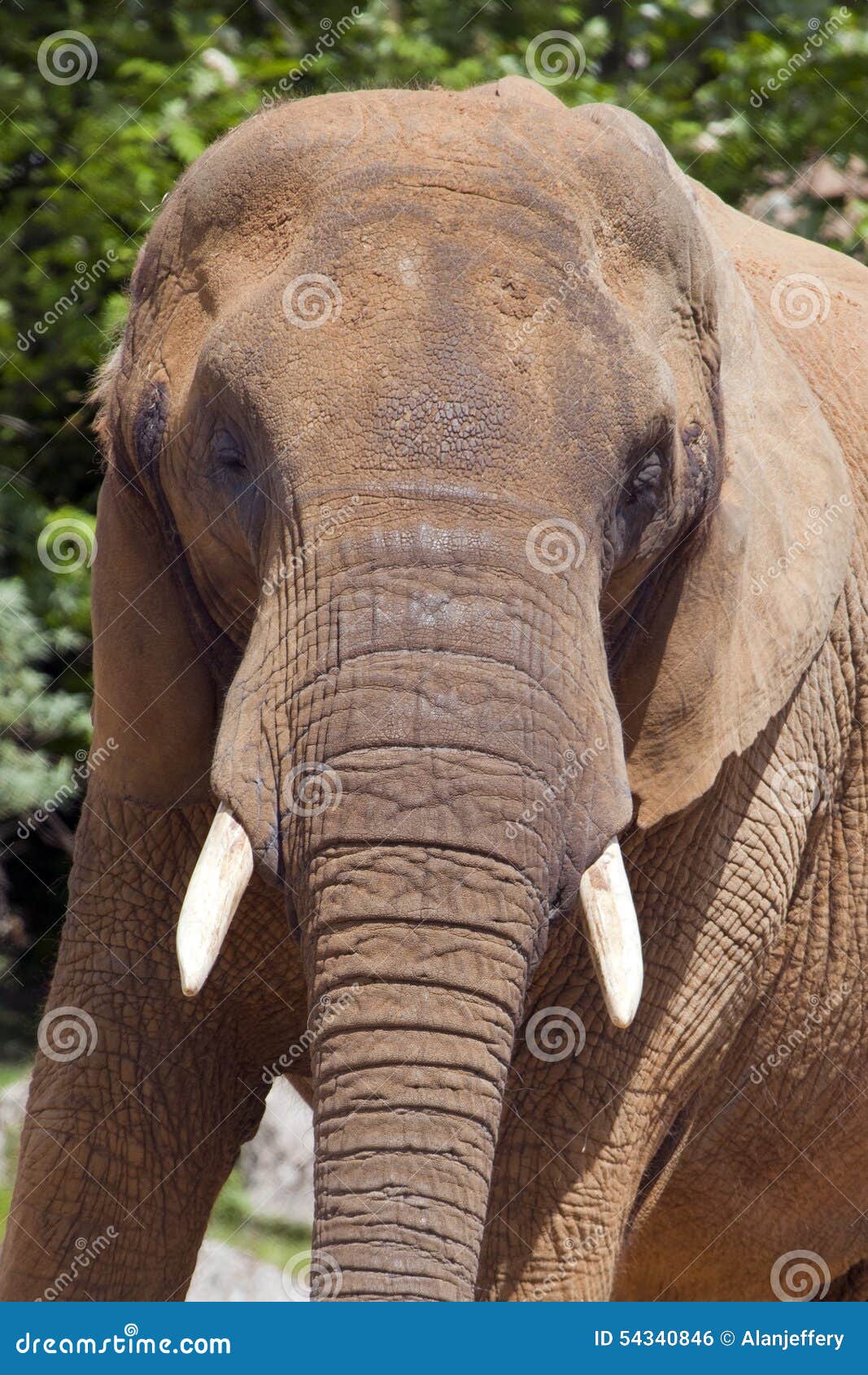 African Elephant stock photo. Image of loxodonta, elephant - 54340846