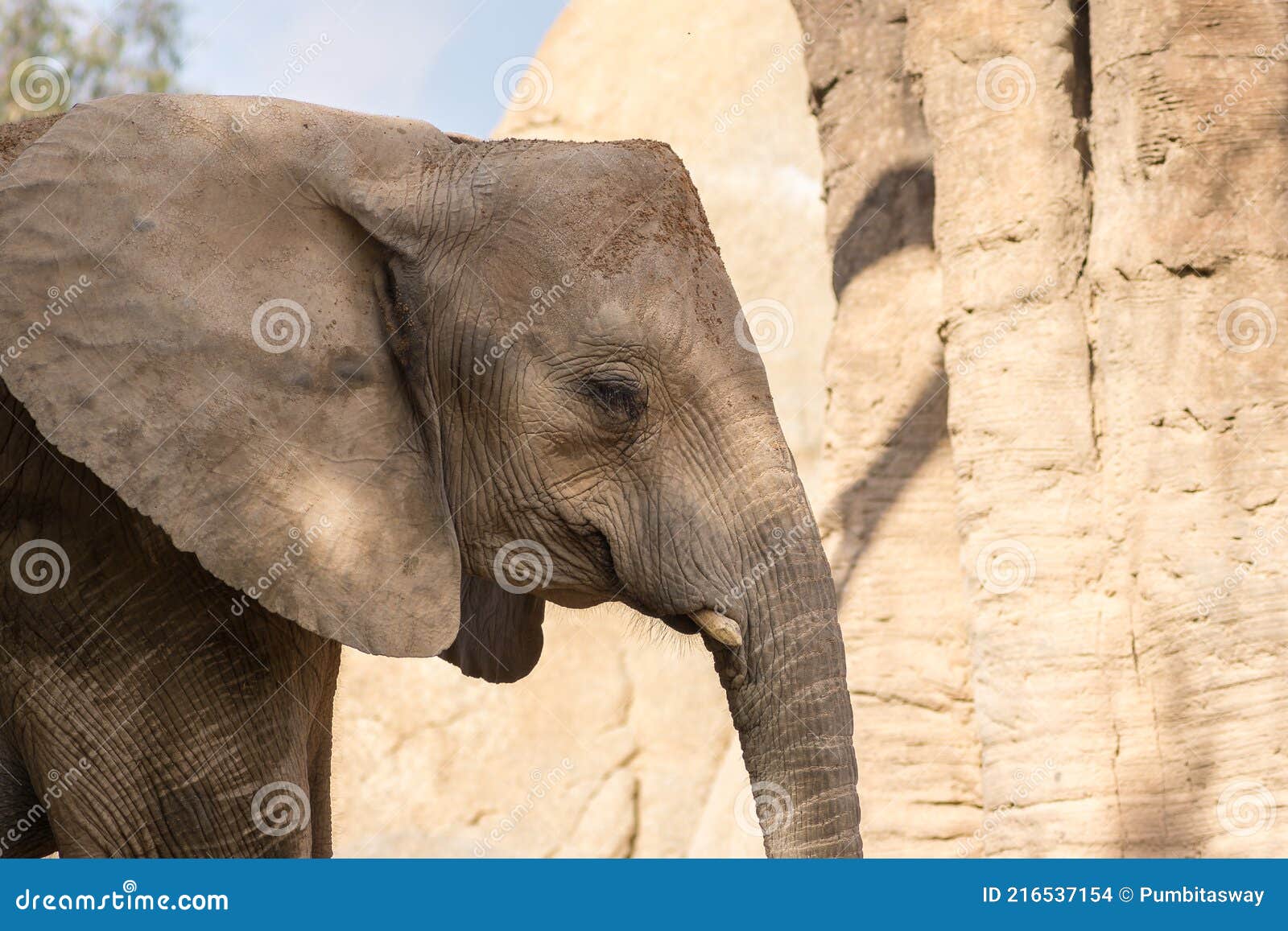 African Elephant Head with Square Angular Shape Stock Photo - Image of ...