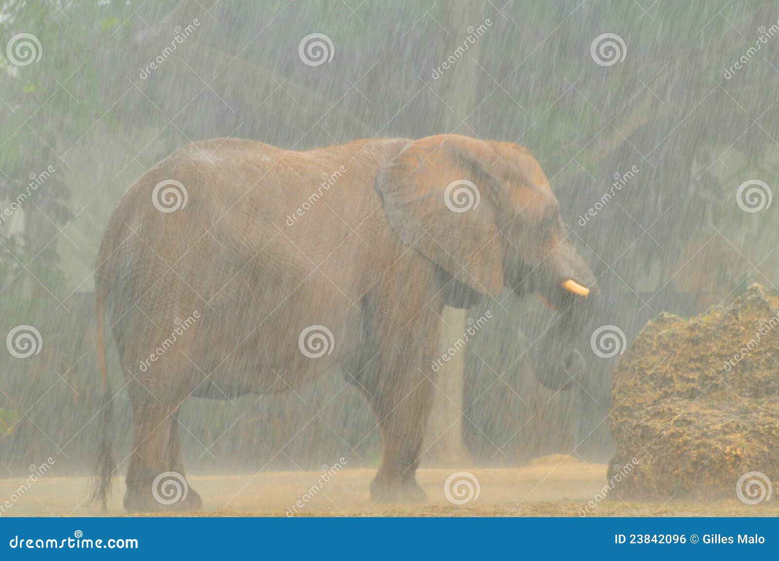 African Elephant in Heavy Rain Stock Photo - Image of african, species ...