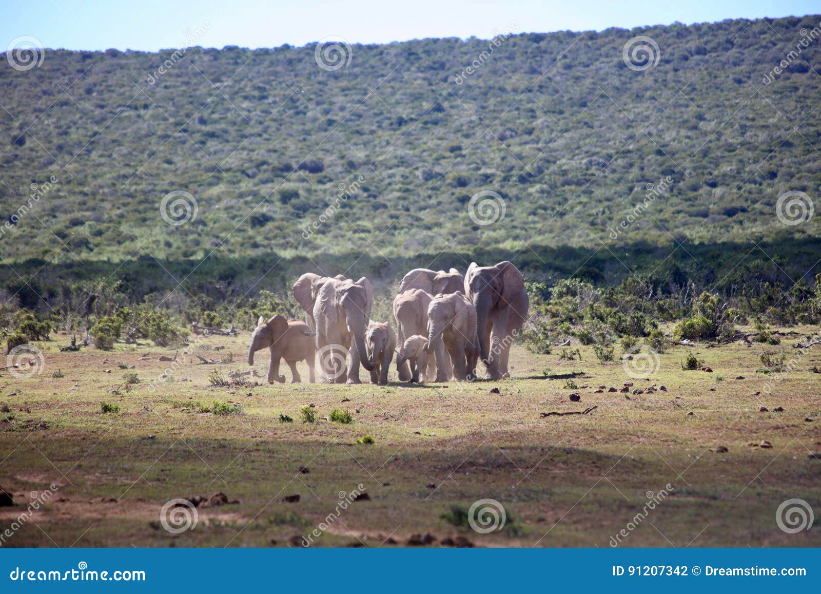 African Elephant Herd Running Stock Photo - Image of looking, large ...