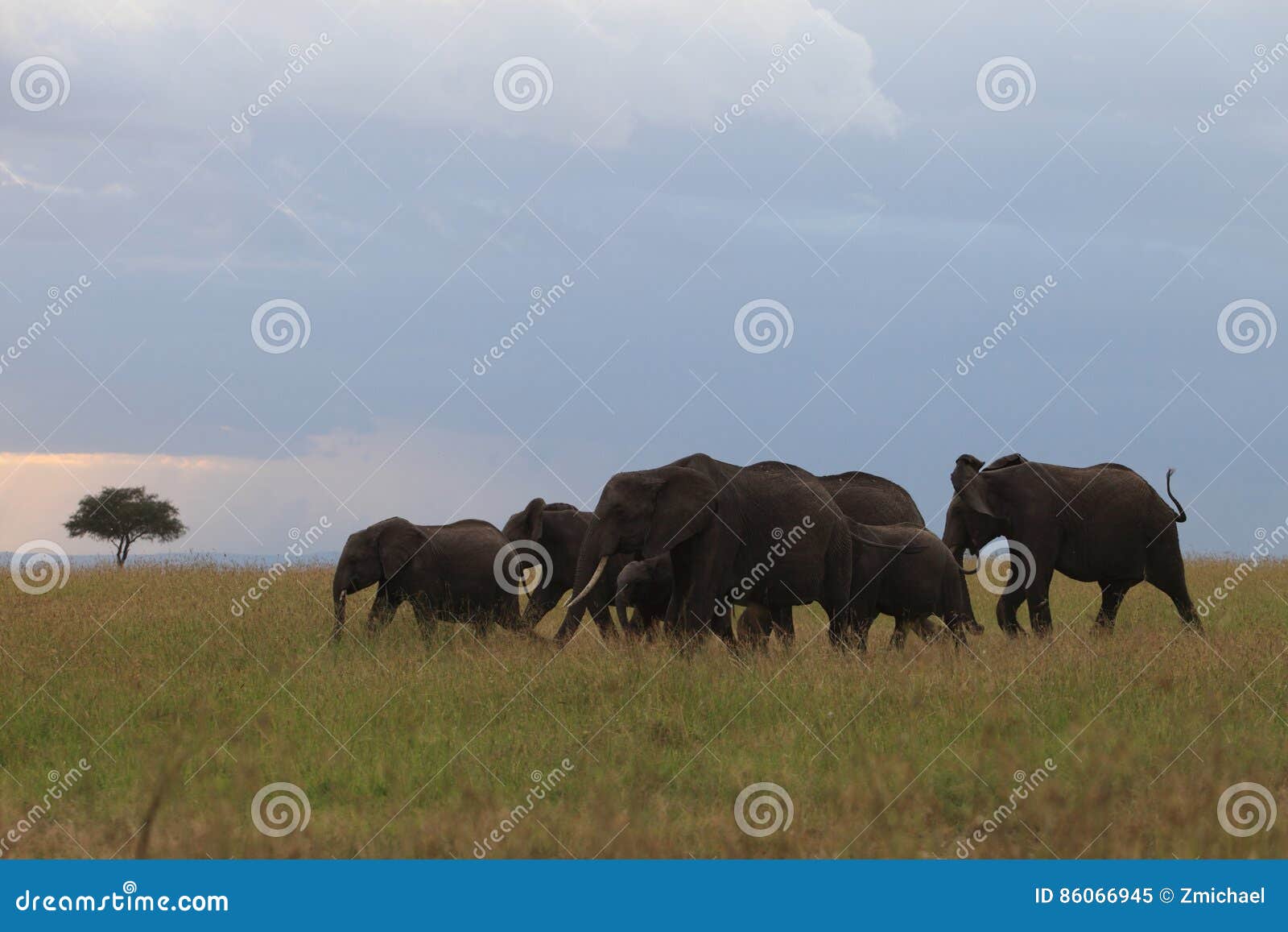African Elephant herd stock image. Image of african, elephants - 86066945