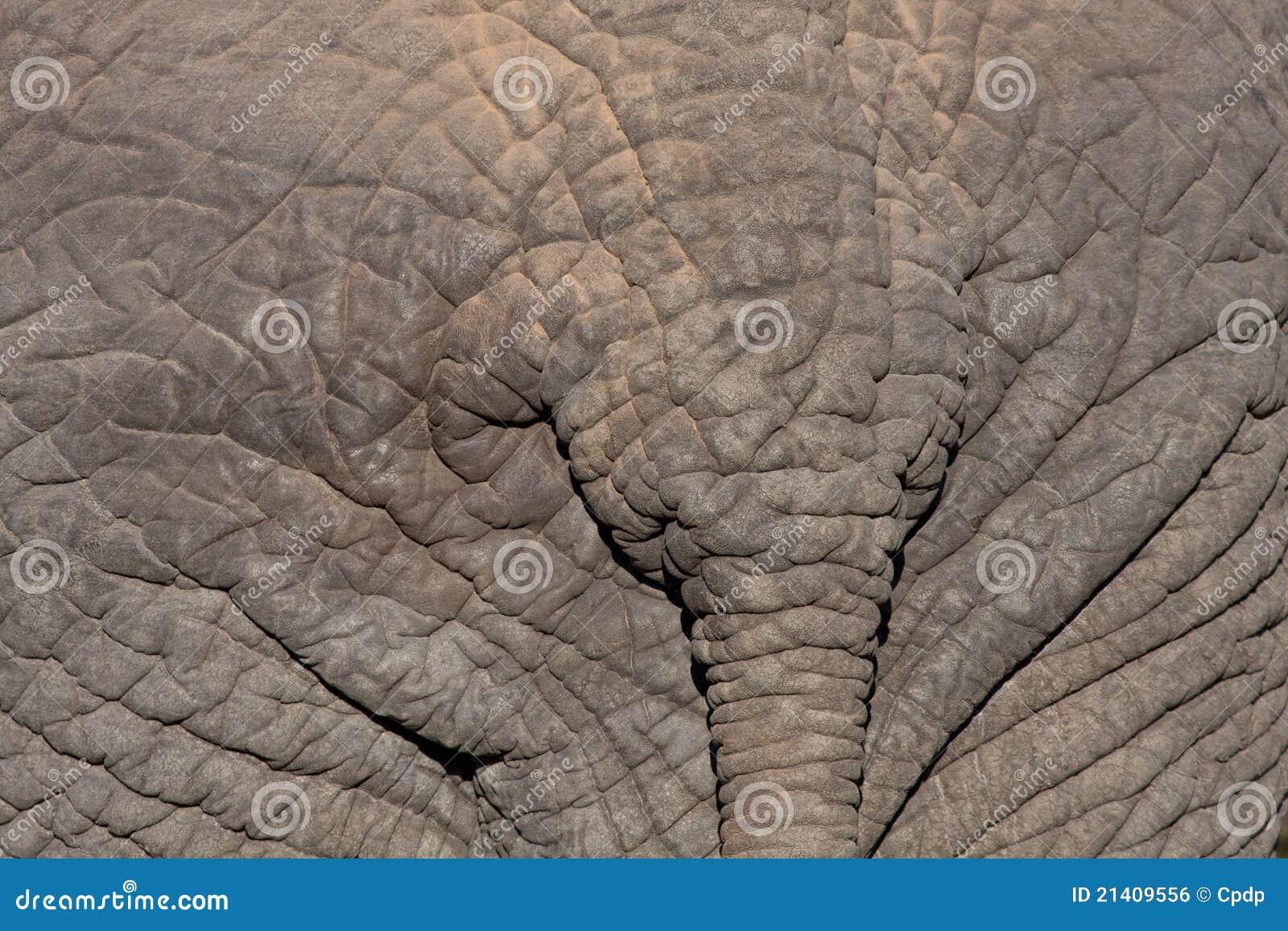 Elephant Hide Texture Stock Image | CartoonDealer.com #14500237