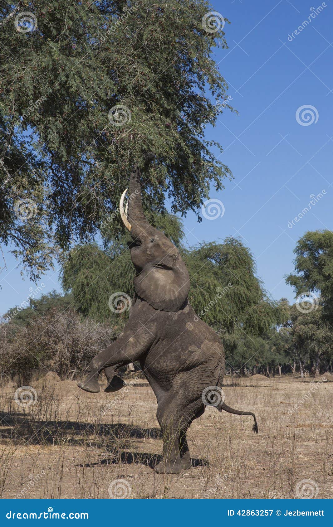 African Elephant His Back Legs Photos - Free & Royalty-Free Stock ...