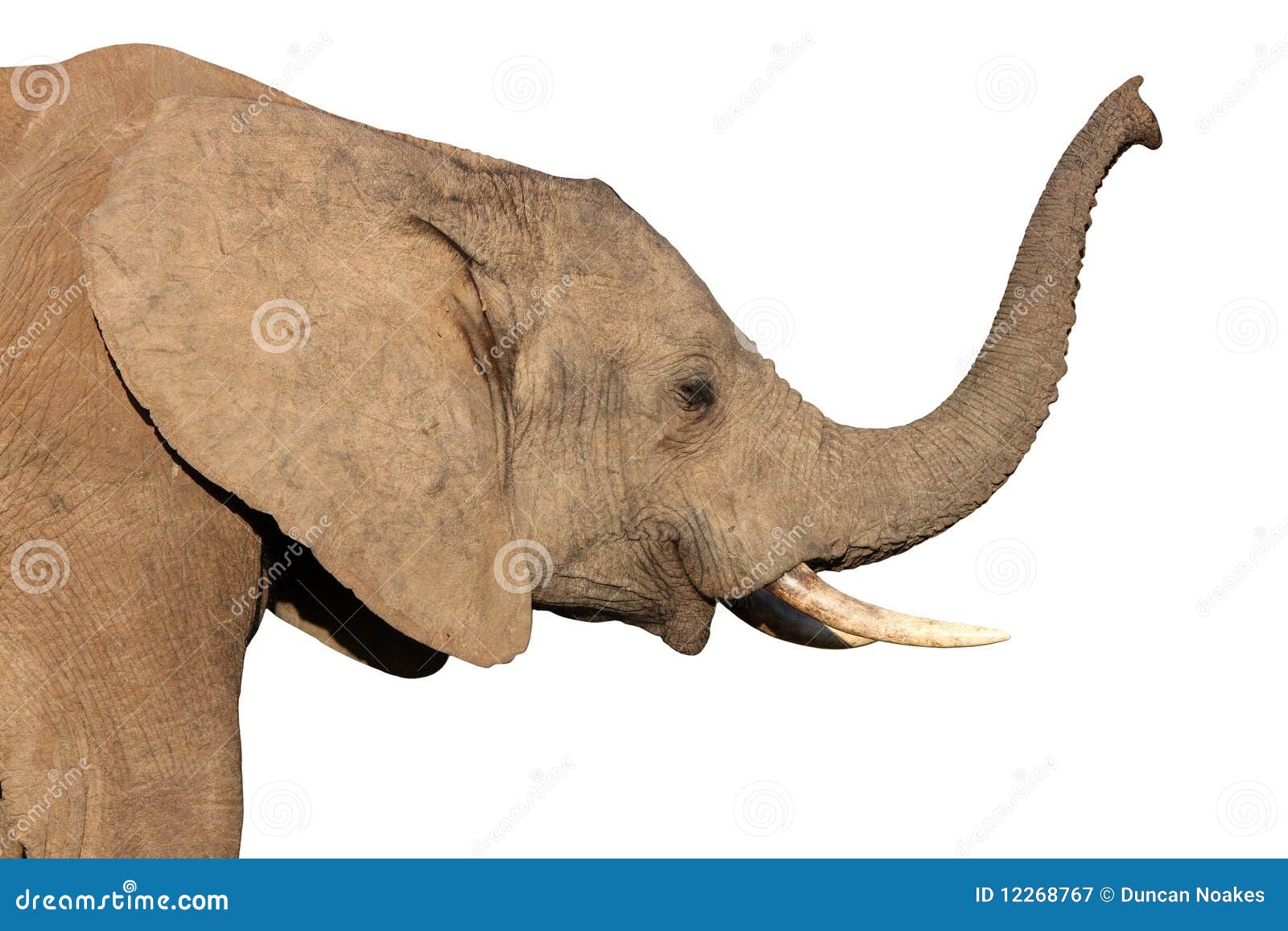 African Elephant Head Profile