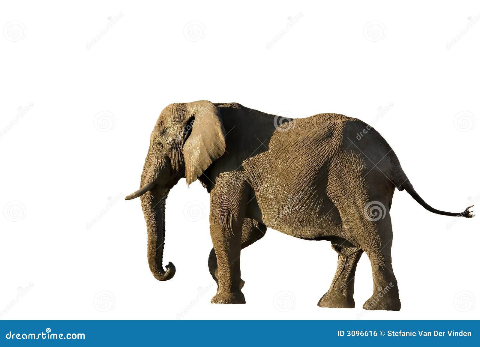 African Elephant isolated stock photo. Image of long, gorgeous - 3096616