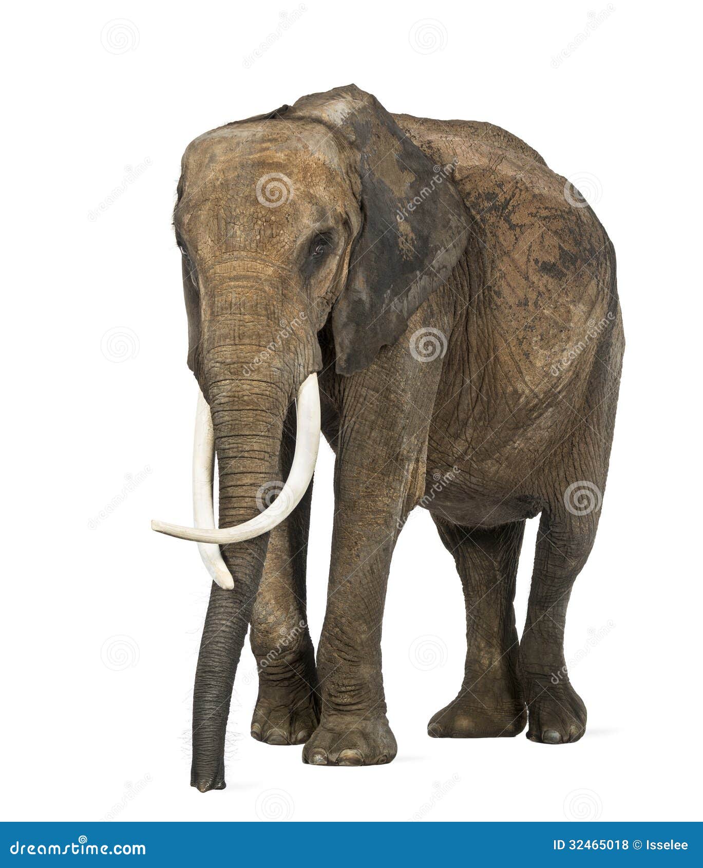 African elephant, isolated stock photo. Image of herbivorous - 32465018