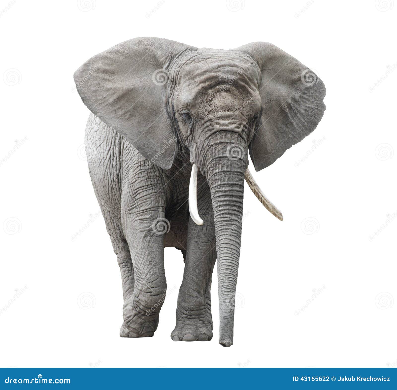 African Elephant Isolated on White Stock Photo - Image of clipping ...