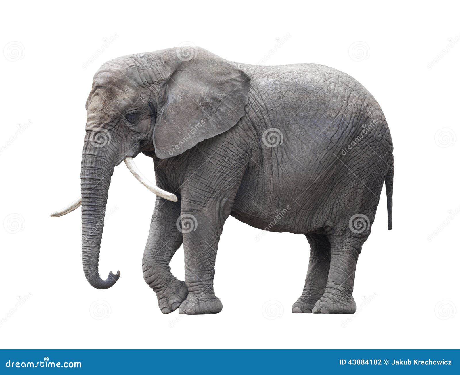African Elephant Isolated on White Stock Photo - Image of huge ...