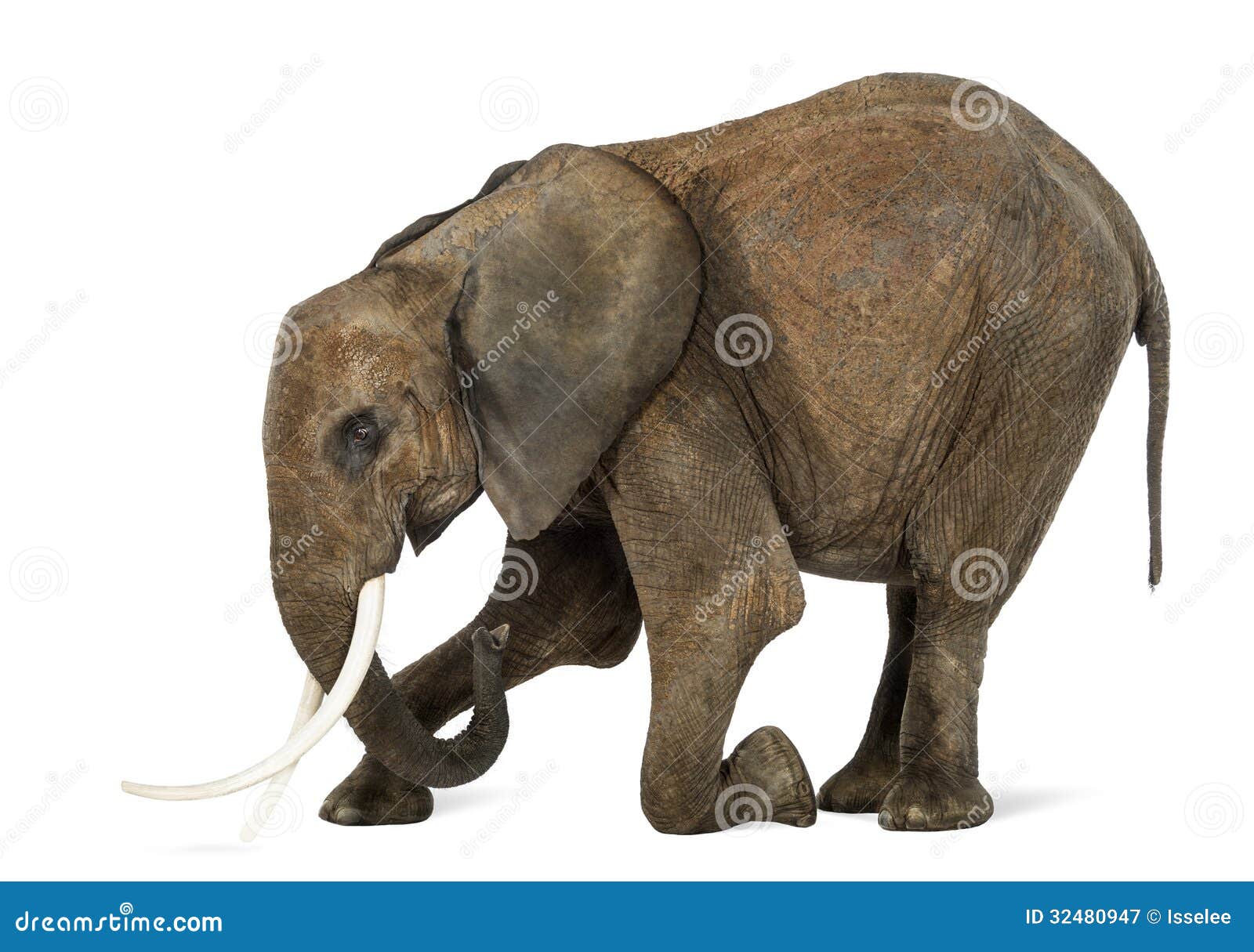 African Elephant Kneeling, Isolated Stock Image - Image of brown ...