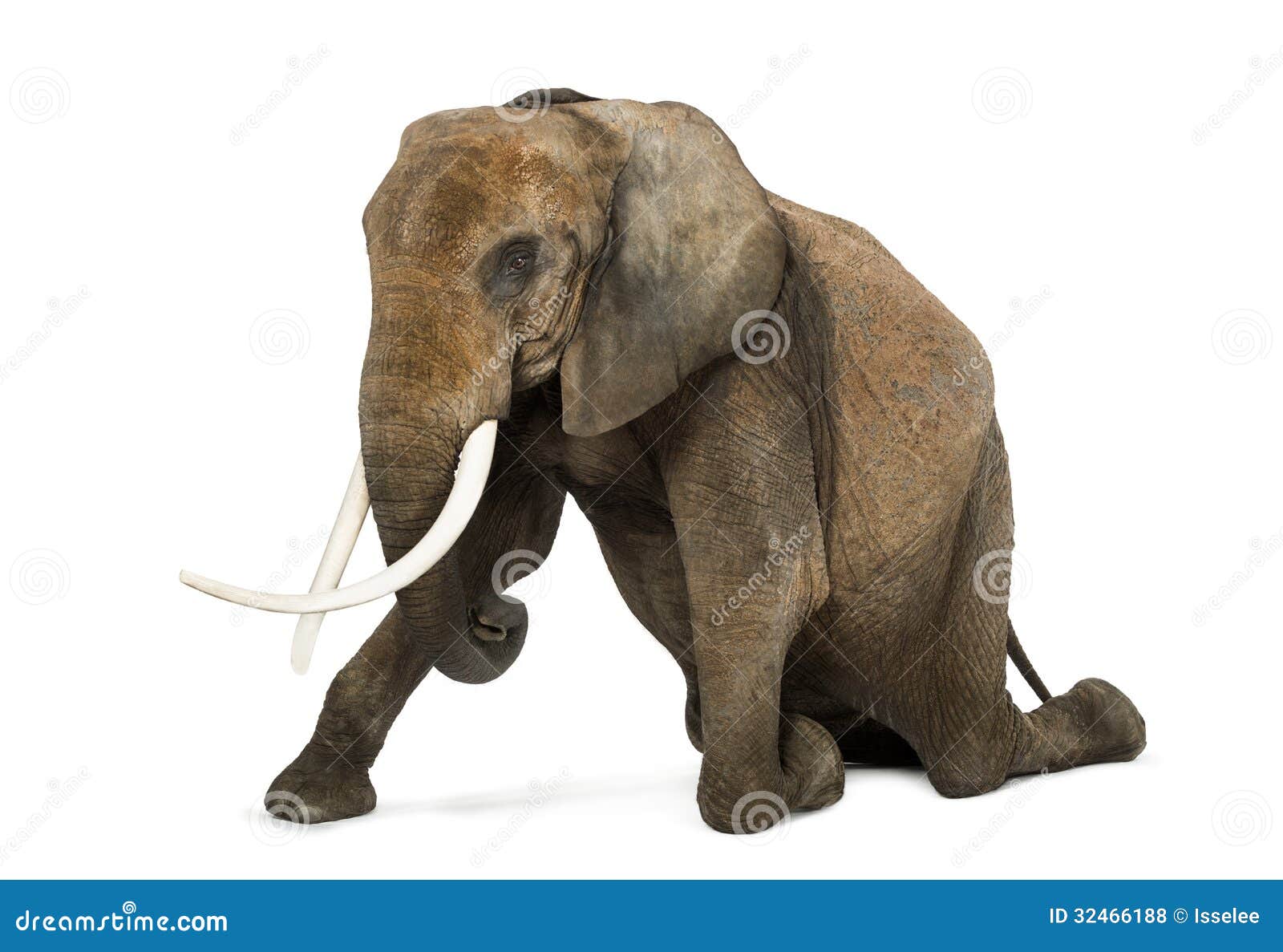 African Elephant Kneeling, Performing, Isolated Stock Photo - Image of ...