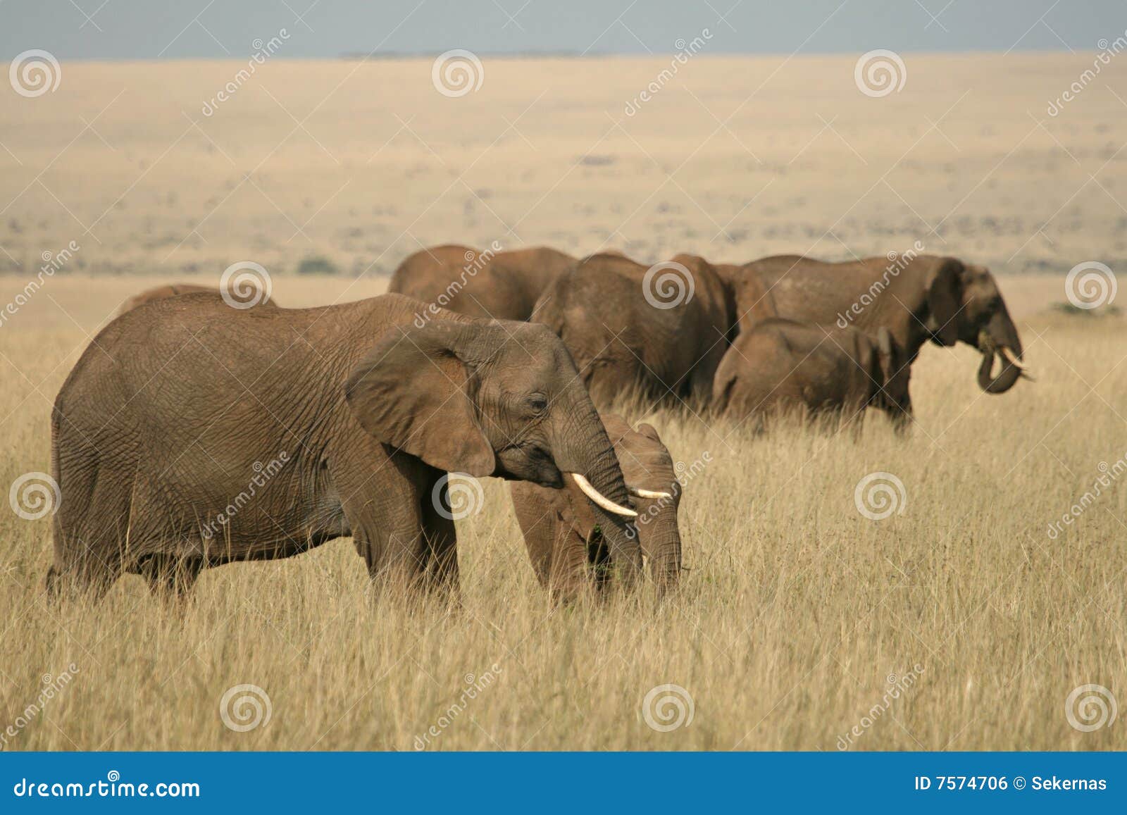 African elephant landscape stock photo. Image of african - 7574706