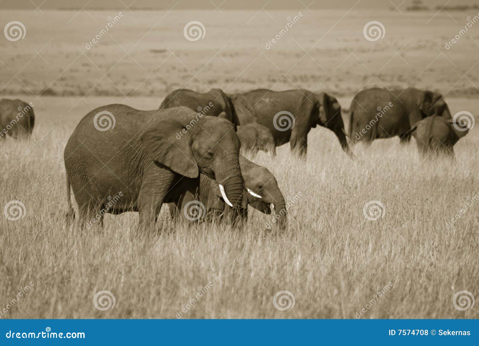 African elephant landscape stock photo. Image of maasai - 7574708