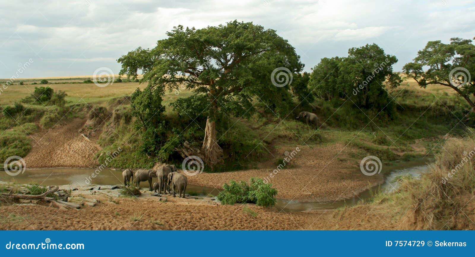 African elephant landscape stock image. Image of herd - 7574729