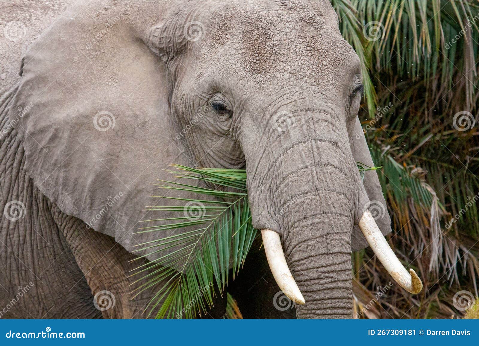 African Elephant Feeding on the Branch of a Tree Stock Image - Image of ...