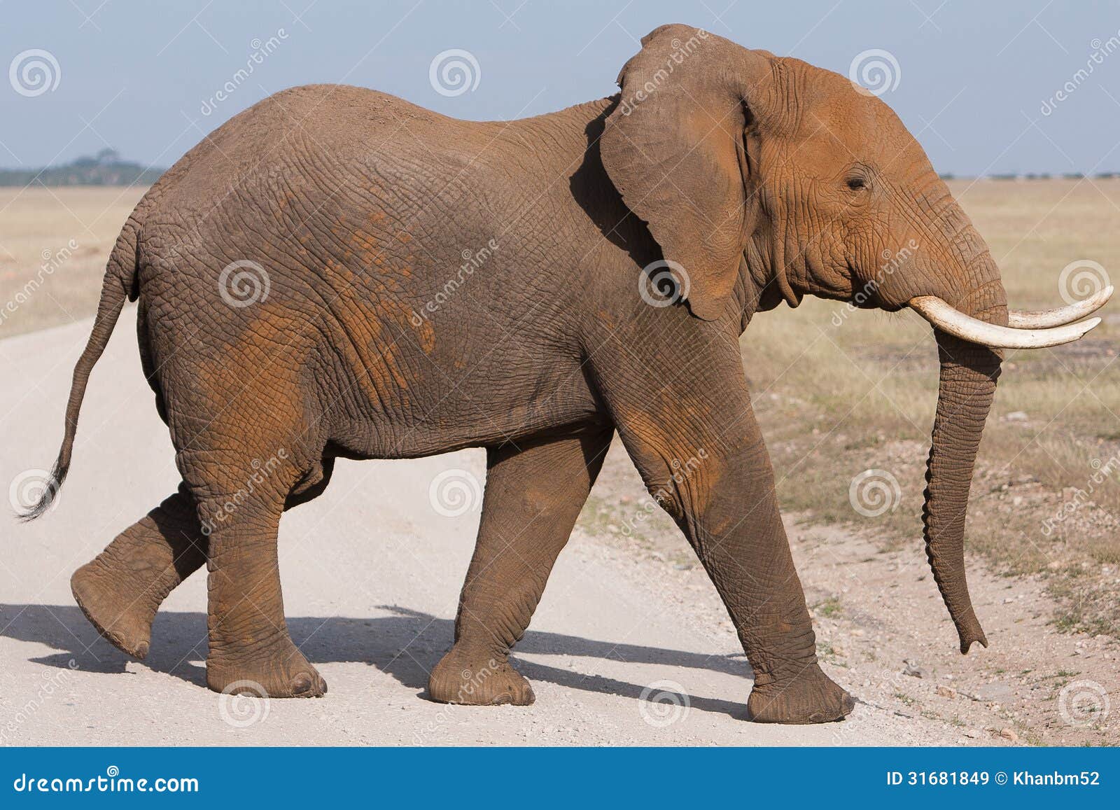 African Elephant stock image. Image of masai, african - 31681849