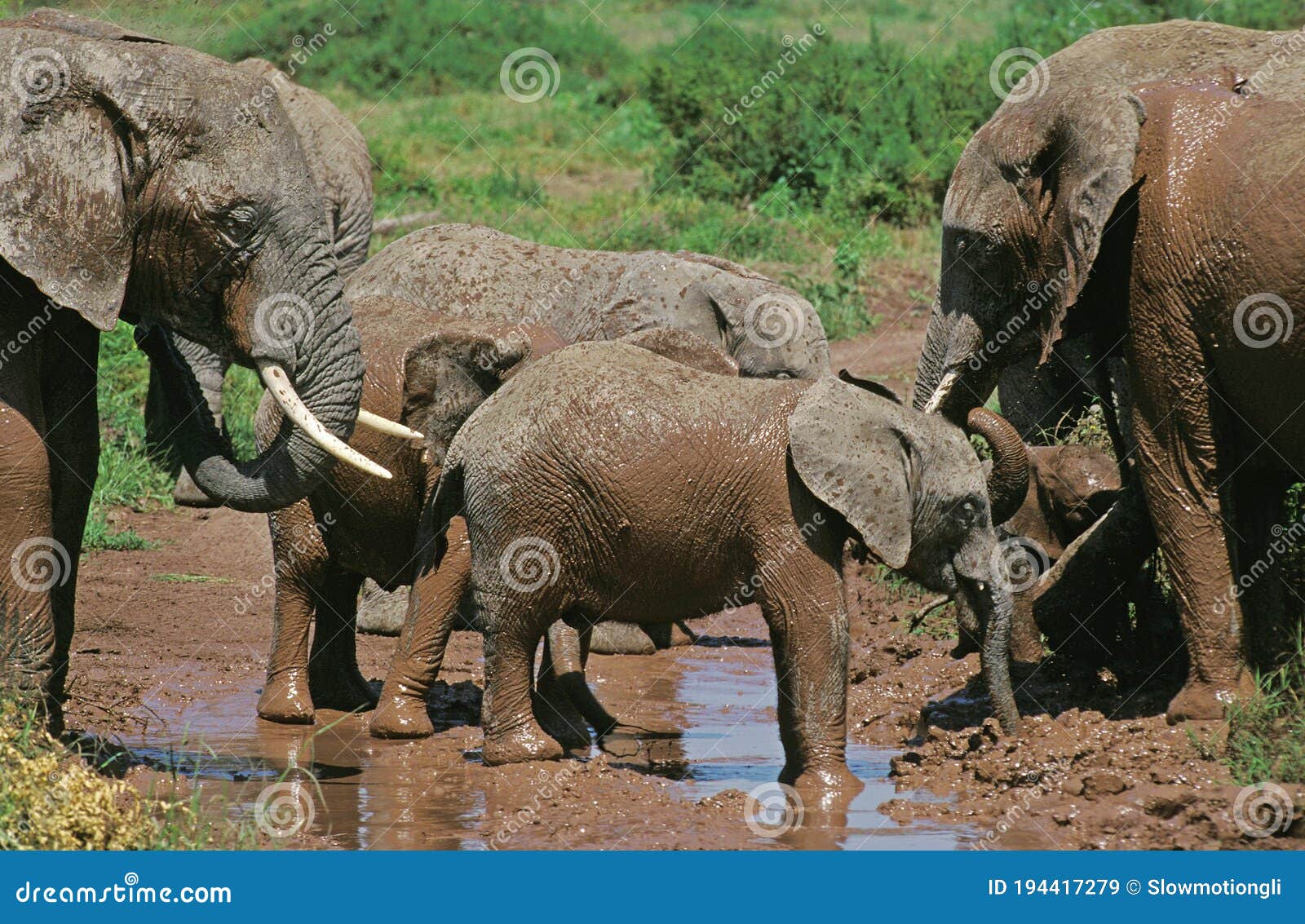 AFRICAN ELEPHANT Loxodonta Africana, GROUP HAVING MUD BATH, KENYA Stock ... AFRICAN ELEPHANT Loxodonta Africana, GROUP HAVING MUD BATH, KENYA Stock ...