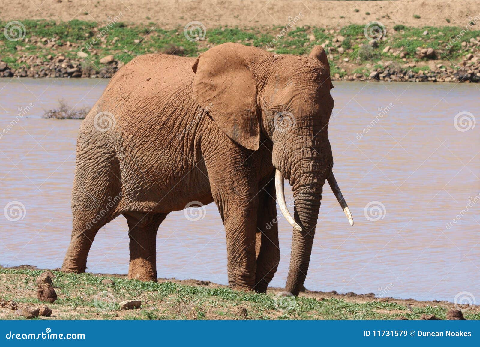 African Elephant Male stock image. Image of life, heavy - 11731579