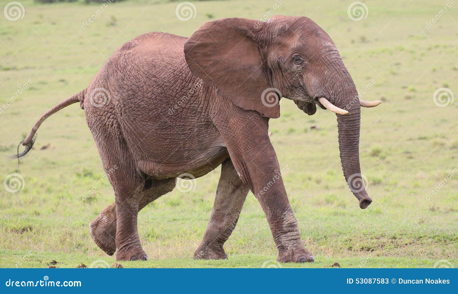 African Elephant Male stock image. Image of addo, ivory - 53087583