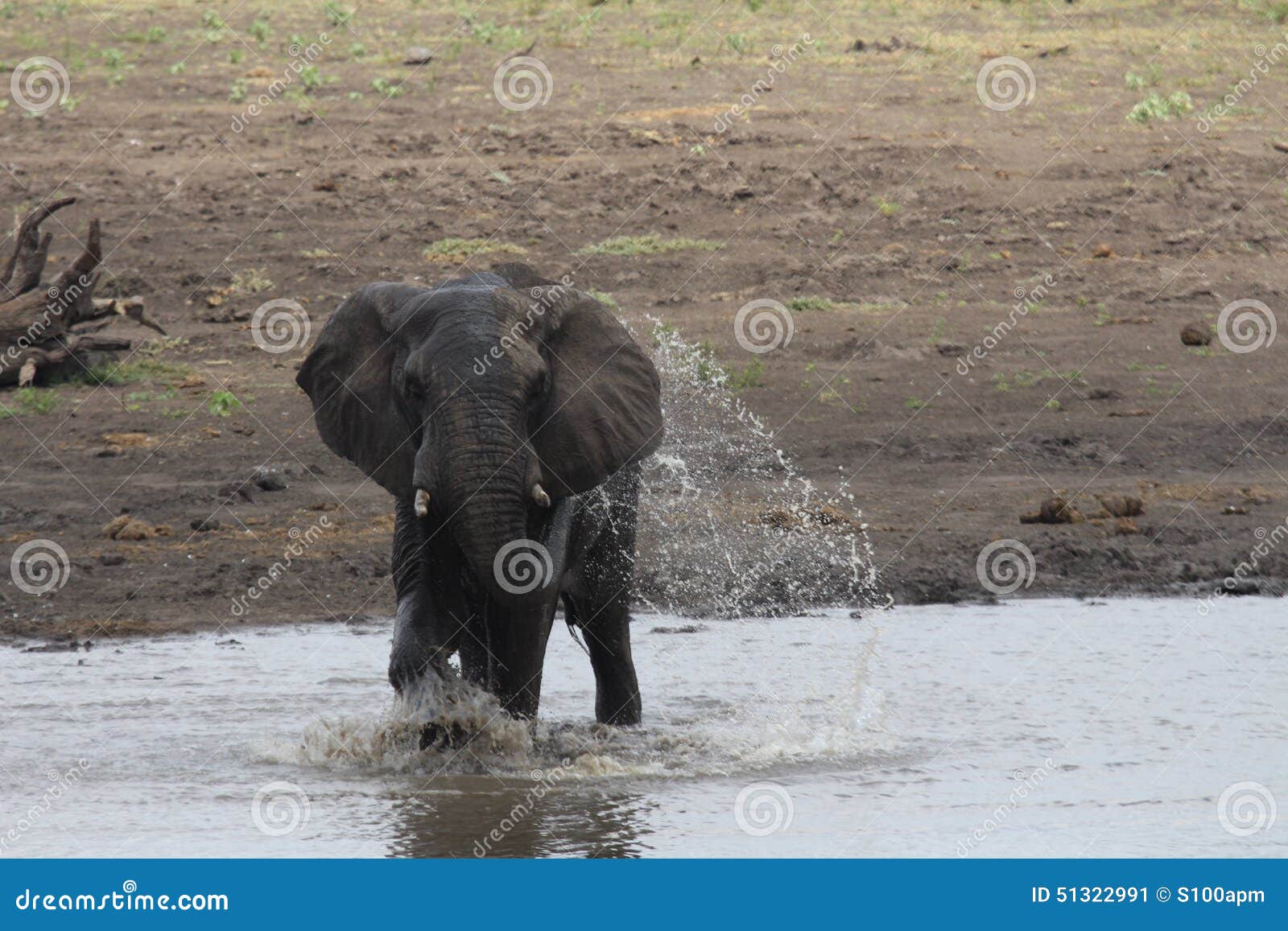 African Elephant stock image. Image of throwing, sight - 51322991