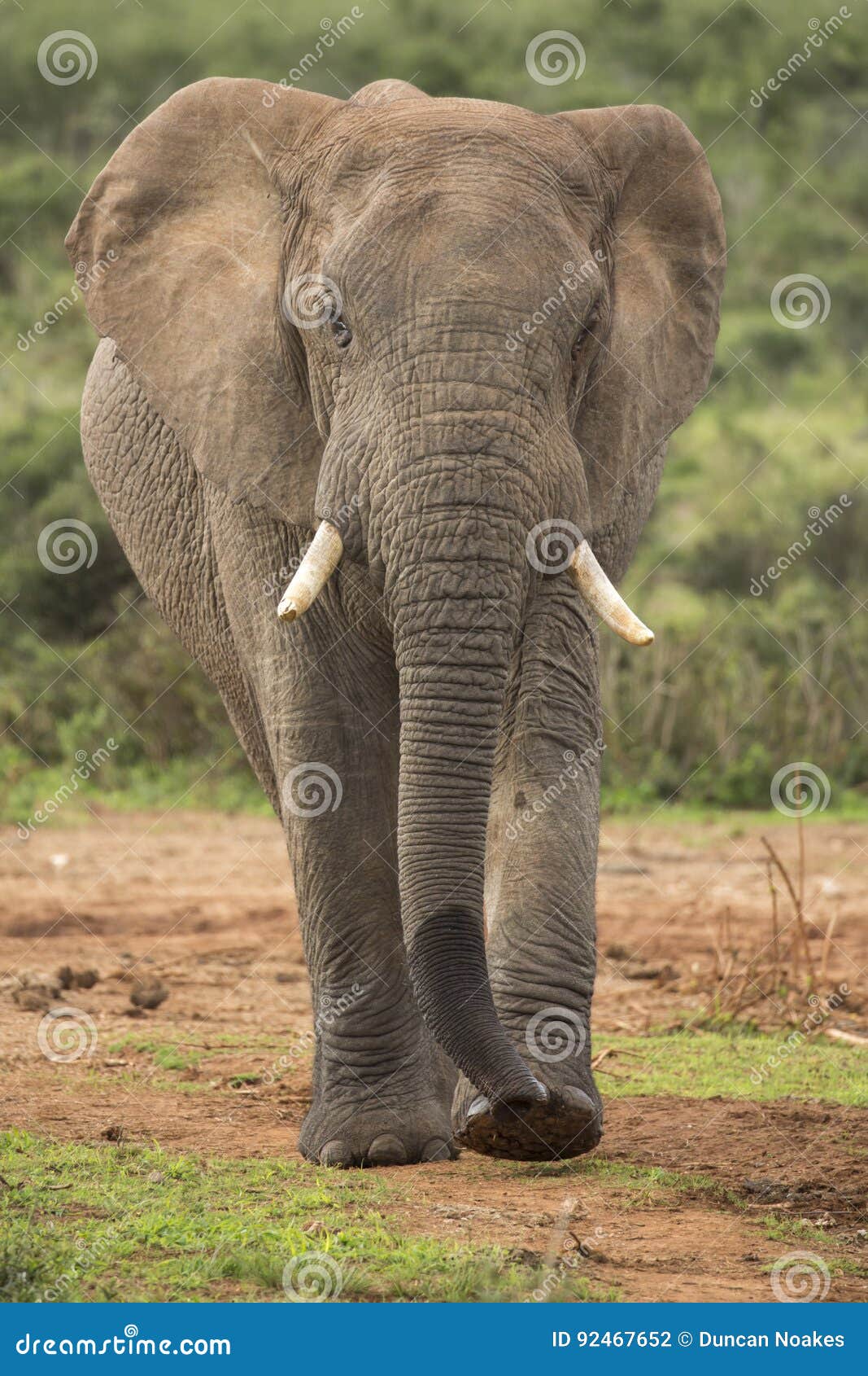 African Elephant Male Walking in the Wild Stock Photo - Image of ...