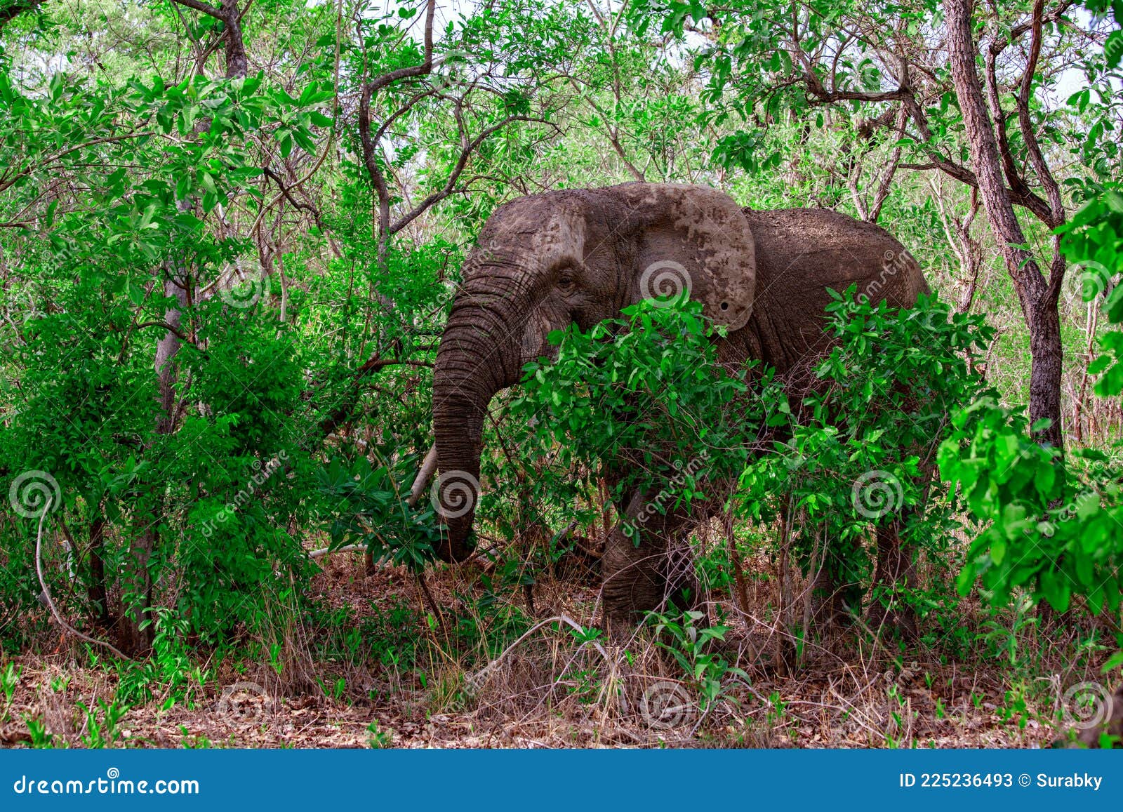 African Elephant in Mole National Park Stock Image - Image of ghana ...