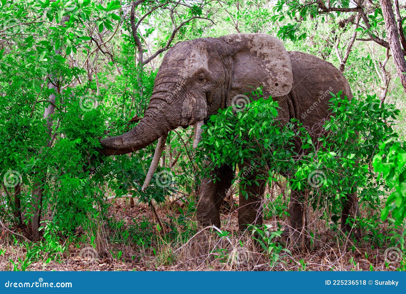 African Elephant in Mole National Park Stock Photo - Image of park ...