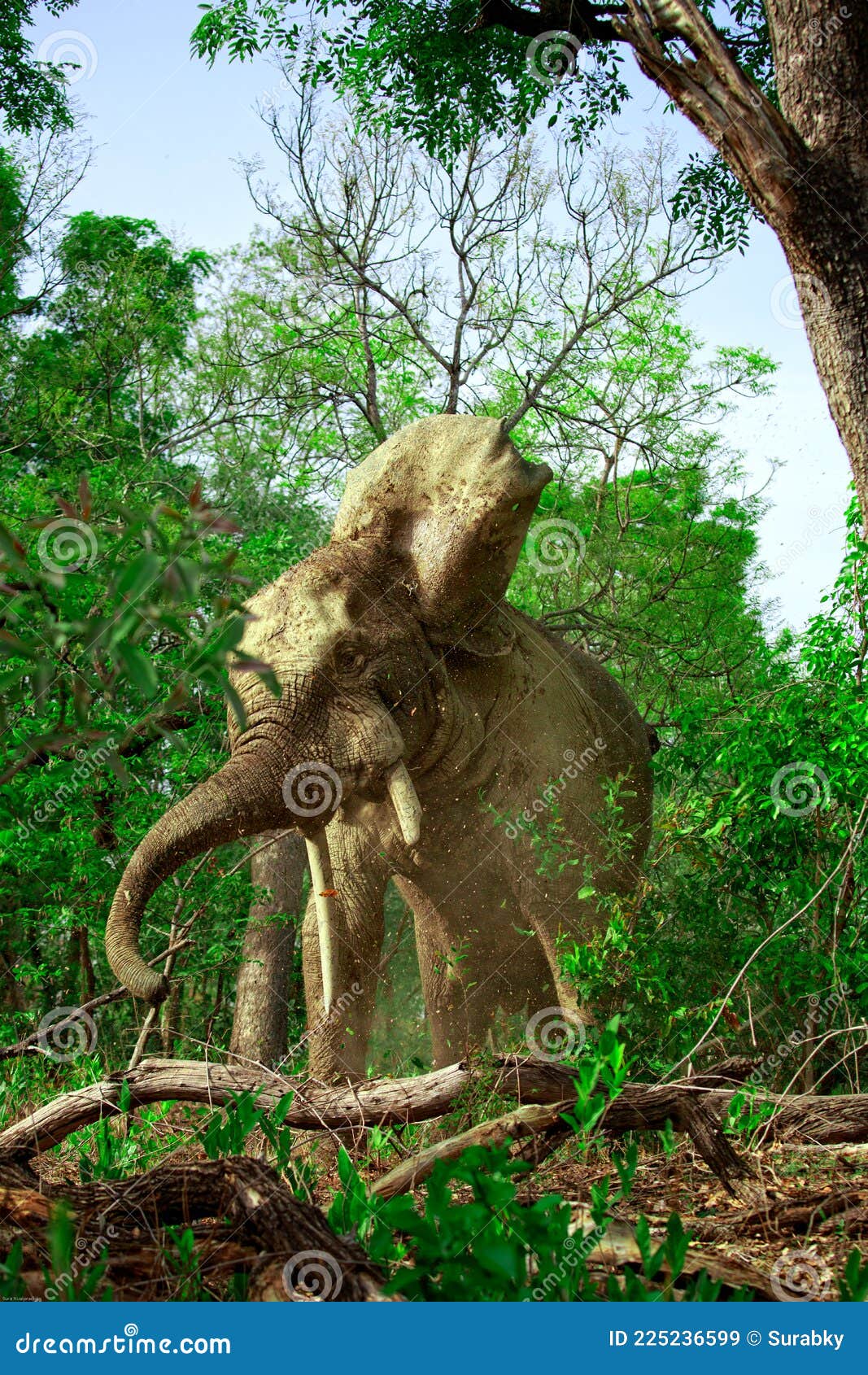 African Elephant in Mole National Park Stock Image - Image of mole ...