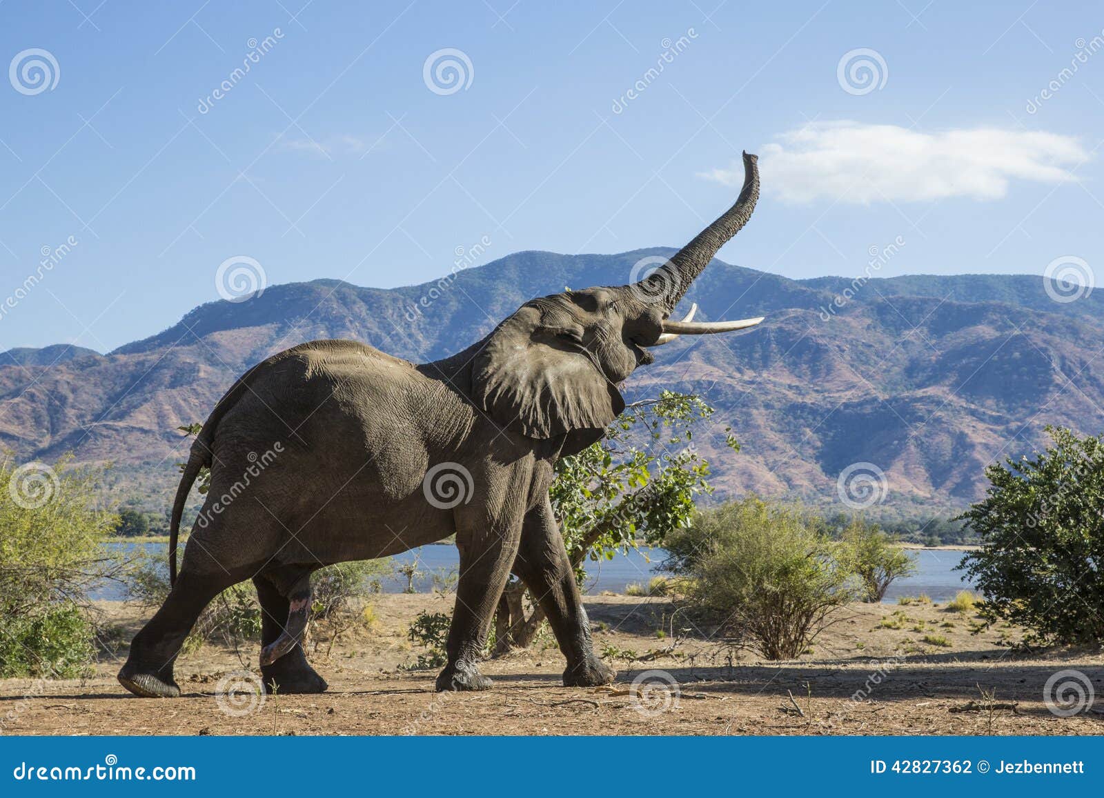African Elephant Bull Feeding On A Tree Royalty-Free Stock Photo ...