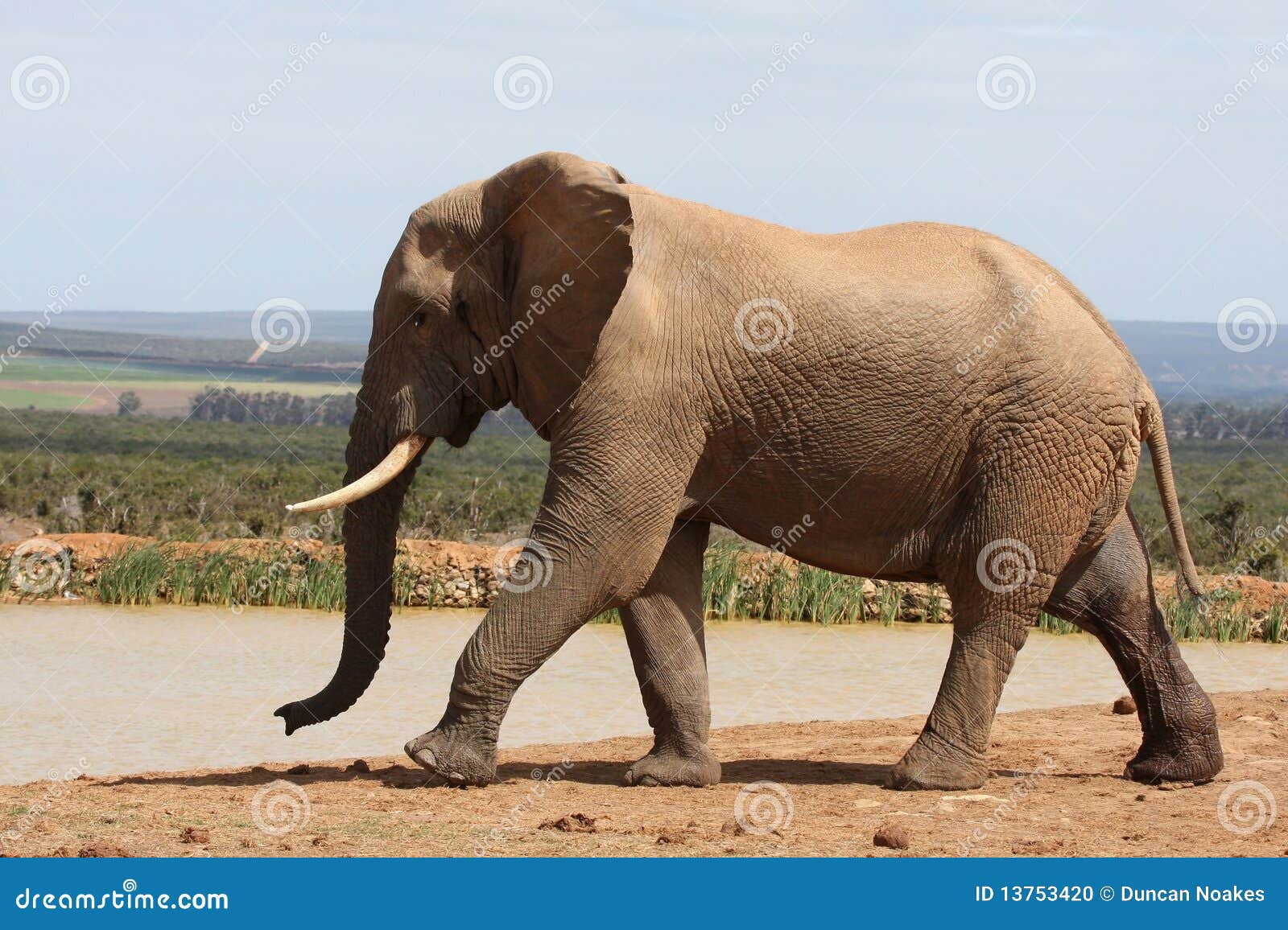 African Elephant in Musth stock photo. Image of nose - 13753420