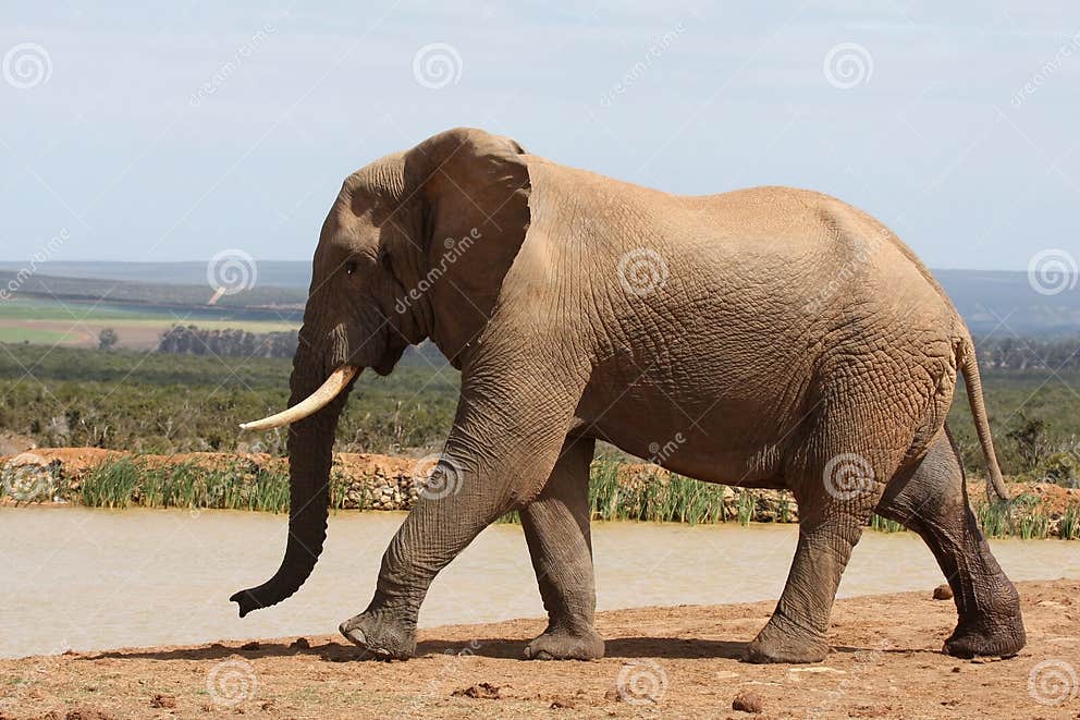 African Elephant in Musth stock photo. Image of nose - 13753420
