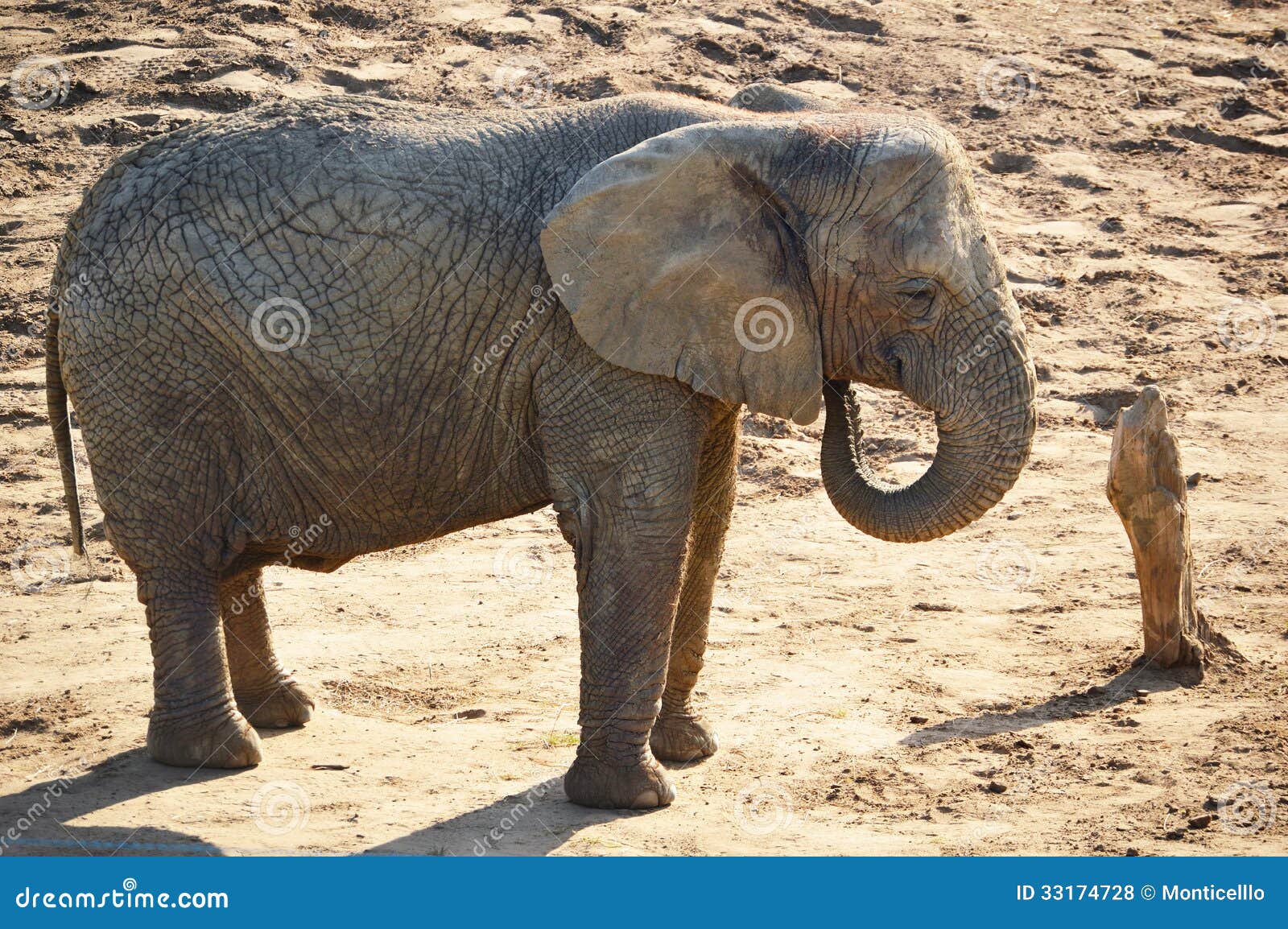 African Elephant in Natural Environment Stock Photo - Image of sunset ...