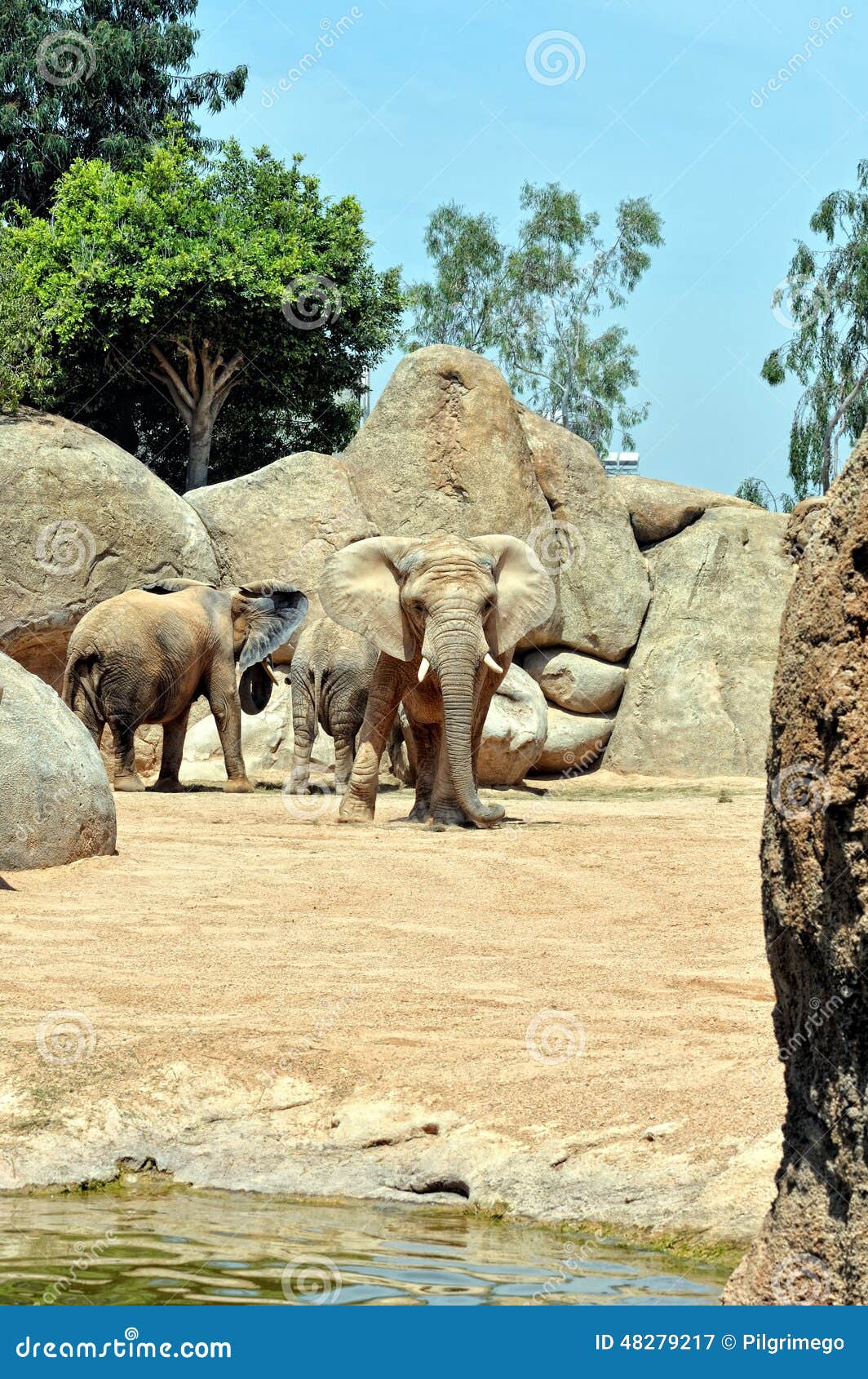 African Elephant in Natural Environment. Stock Image - Image of stone ...