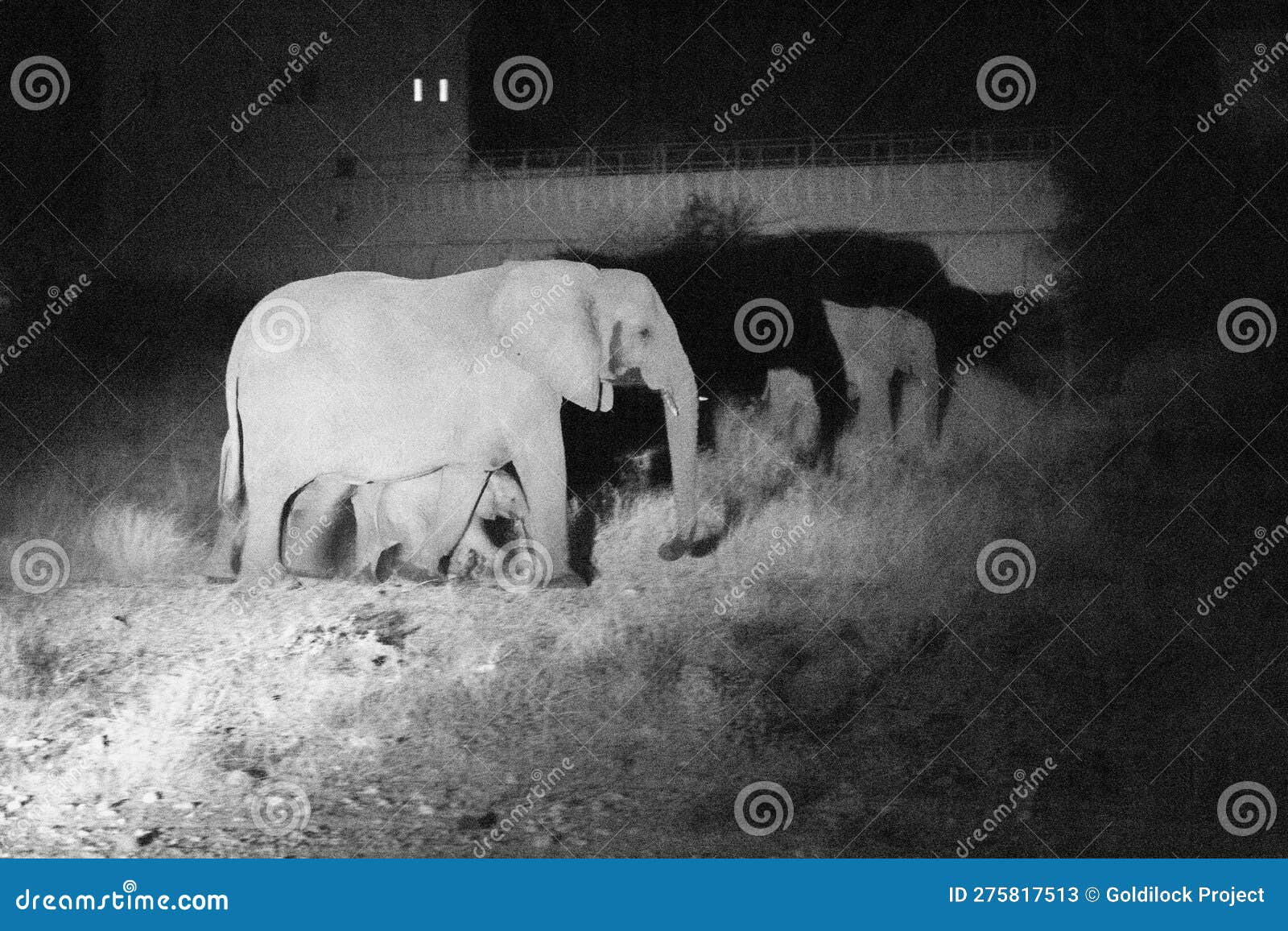 African elephant at night stock image. Image of game - 275817513