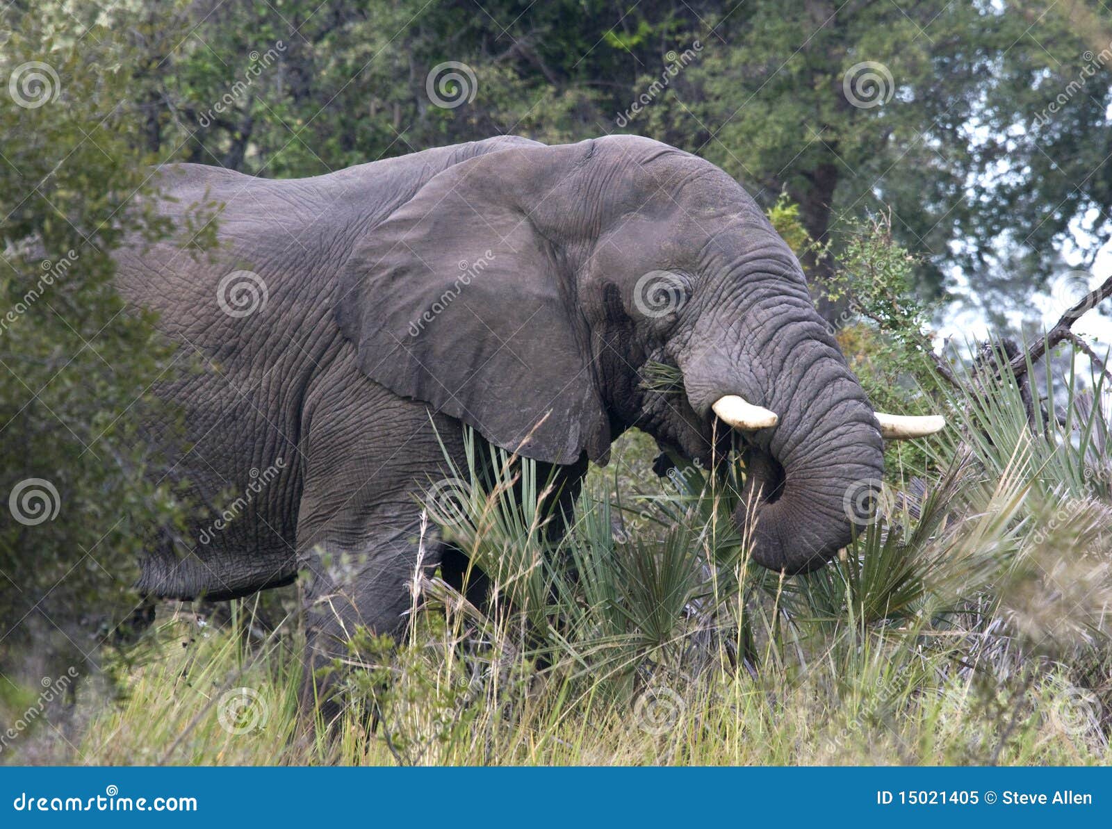 African Elephant - Okavango Delta Stock Image - Image of pachyderm ...