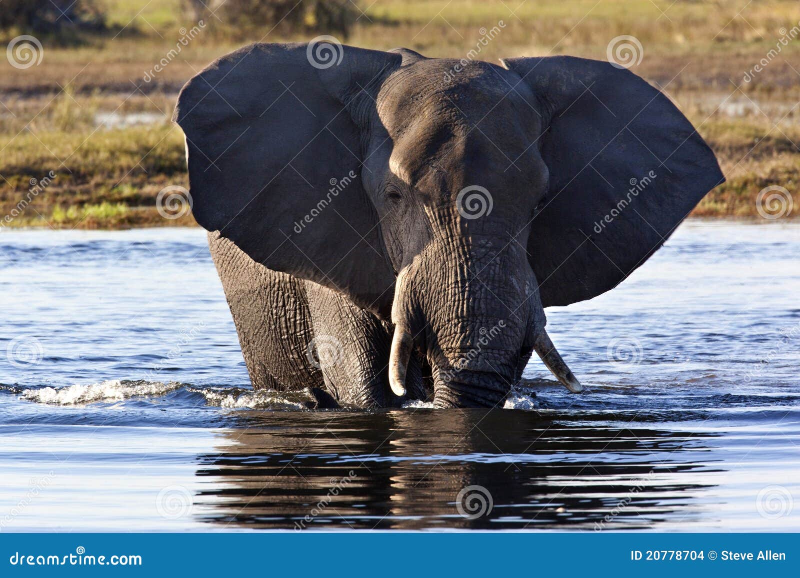 African Elephant - Okavango Delta - Botswana Stock Photo - Image of ...