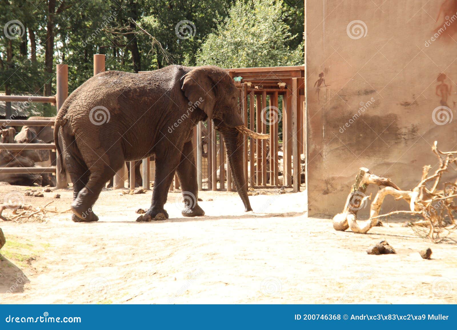 African Elephant with One Teeth in the Outer Cage Stock Photo - Image ...