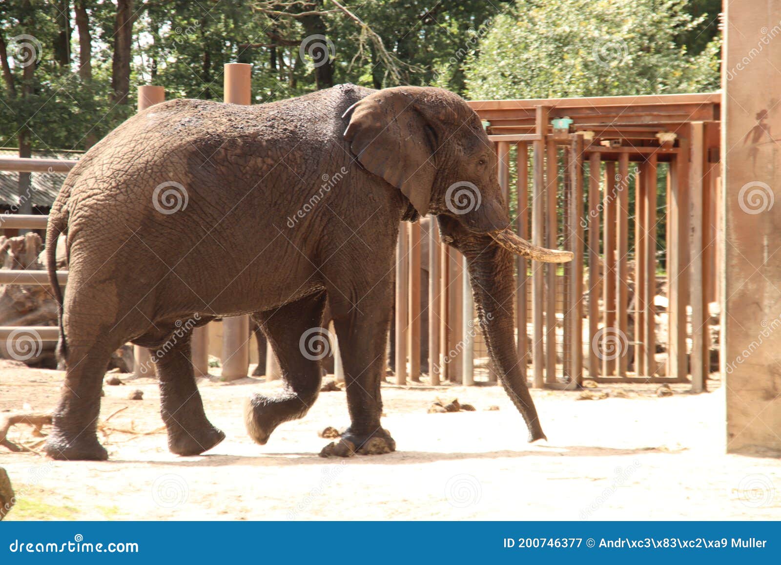 African Elephant with One Teeth in the Outer Cage Stock Image - Image ...
