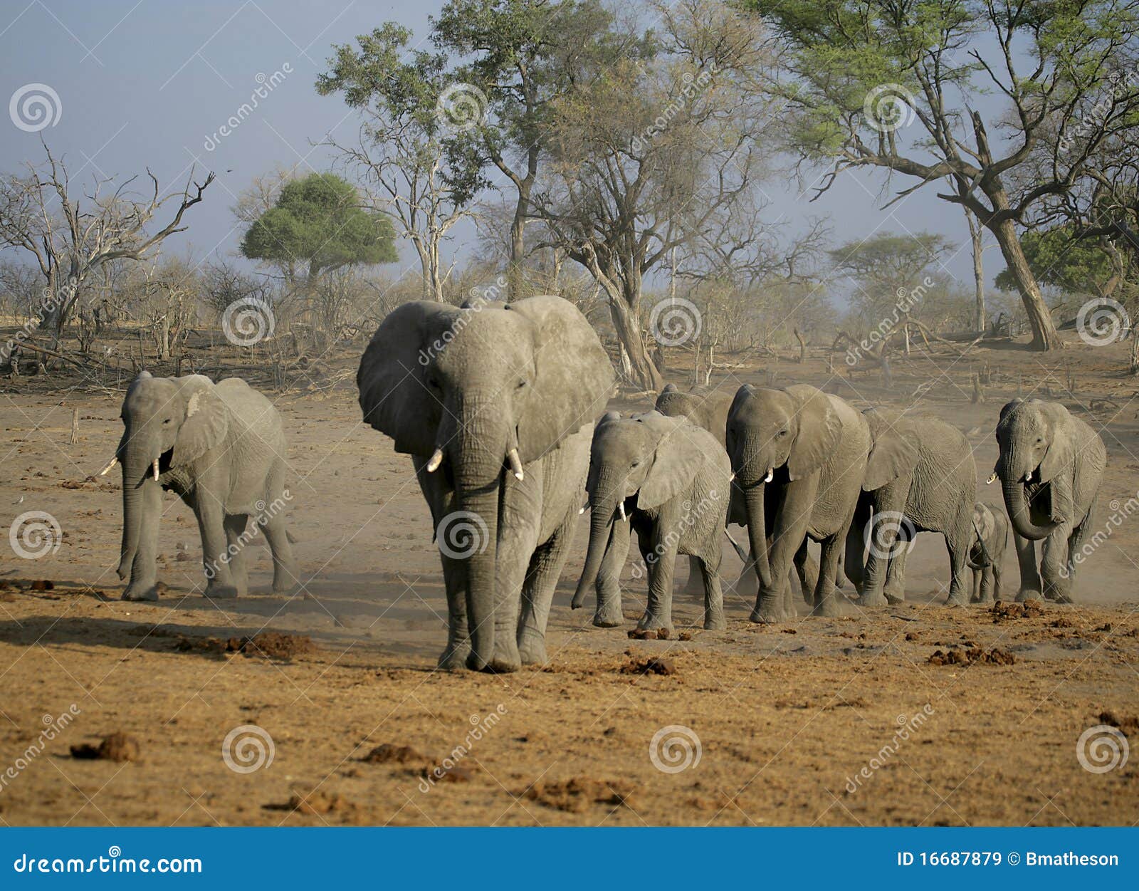 African Elephant Parade stock image. Image of outdoor - 16687879