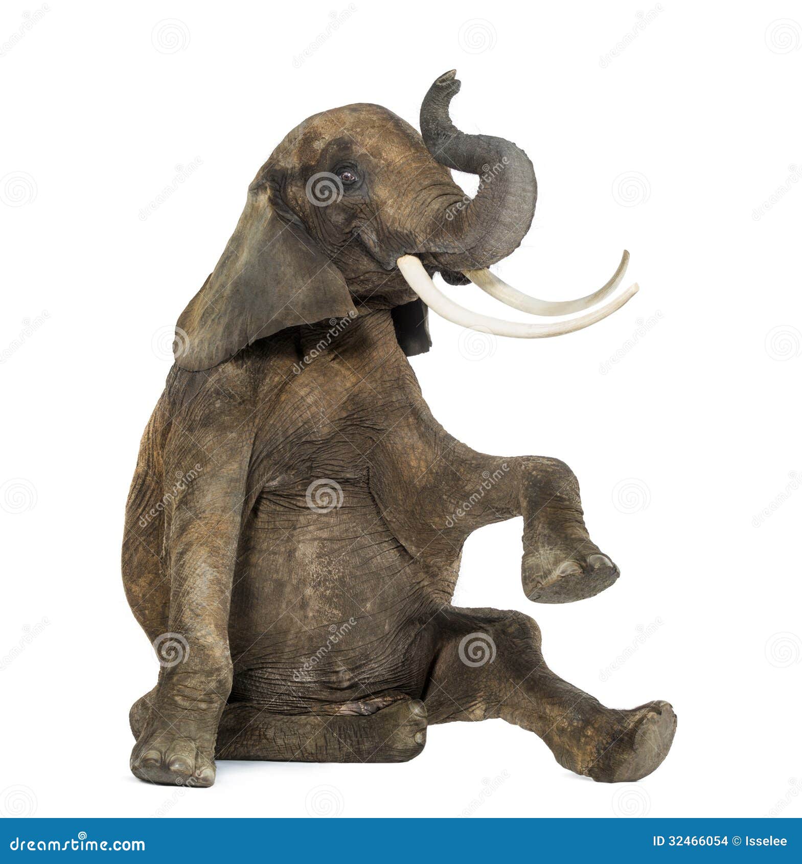 African Elephant Performing, Seated on the Floor, Trunk Up Stock Photo ...
